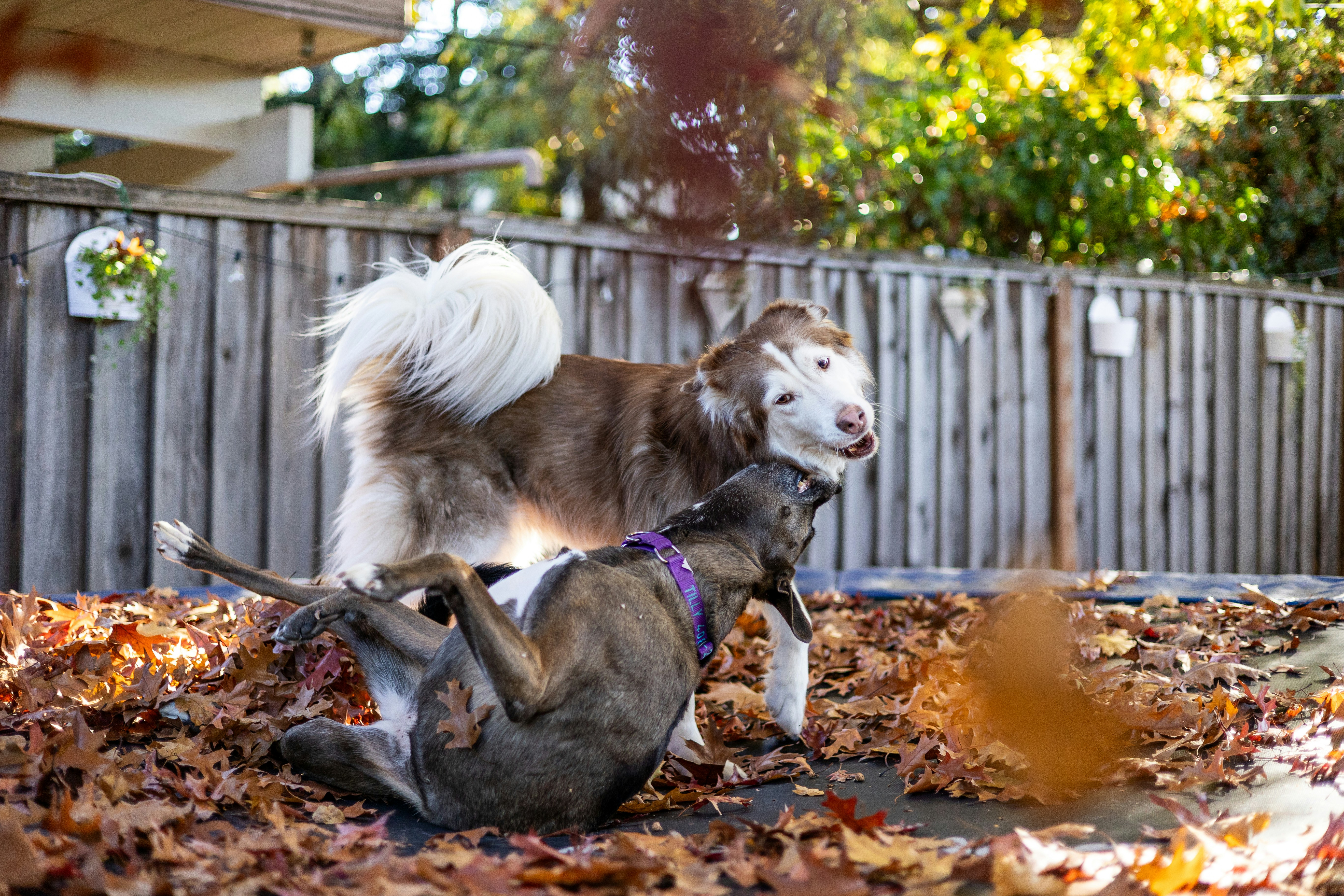 Two dogs playing with each other in the leaves photo – Free Dog Image ...