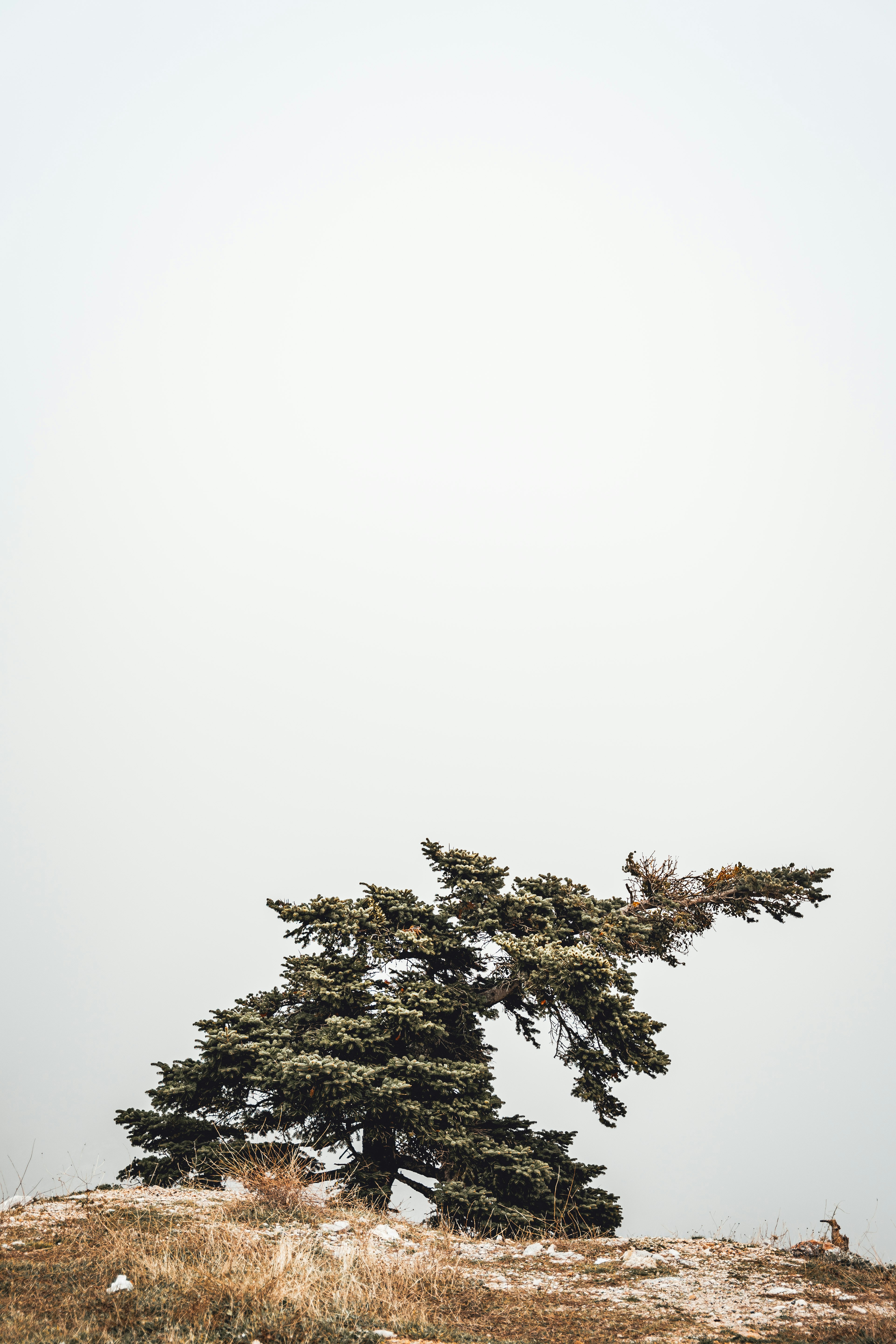 Lone Windswept Pine on a Rocky Rise Beneath a Pale Horizon