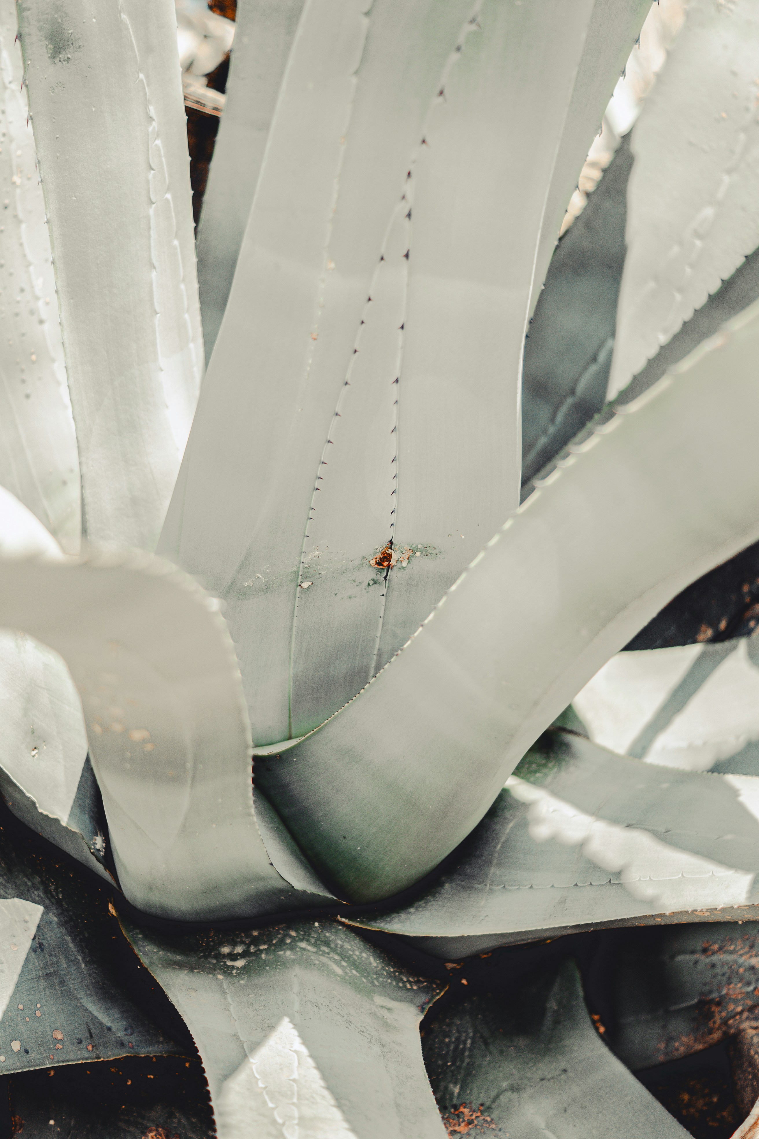 Low-Angle Close-Up of Silvery Succulent Leaves