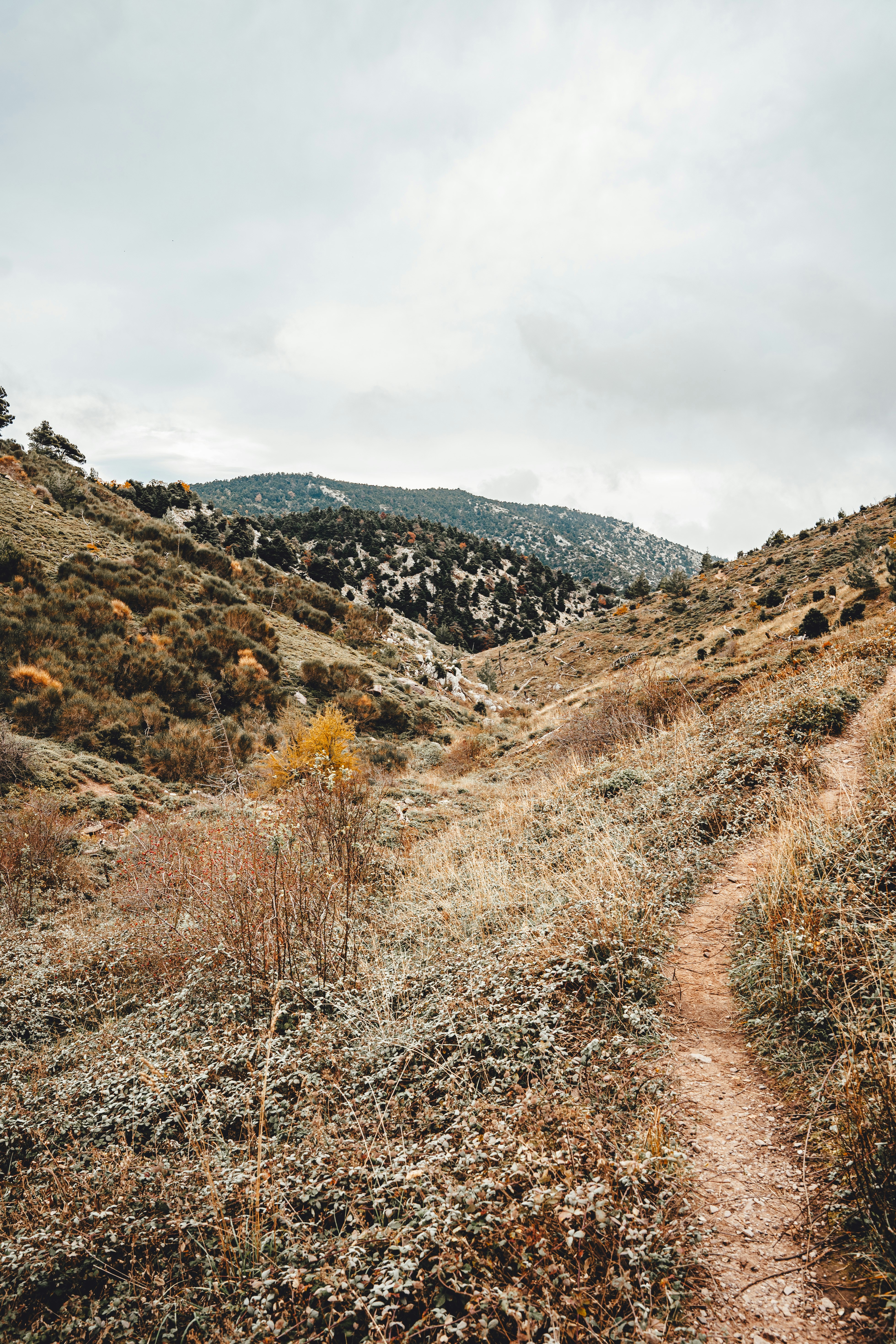 Dusty Trail Through a Golden Hillside