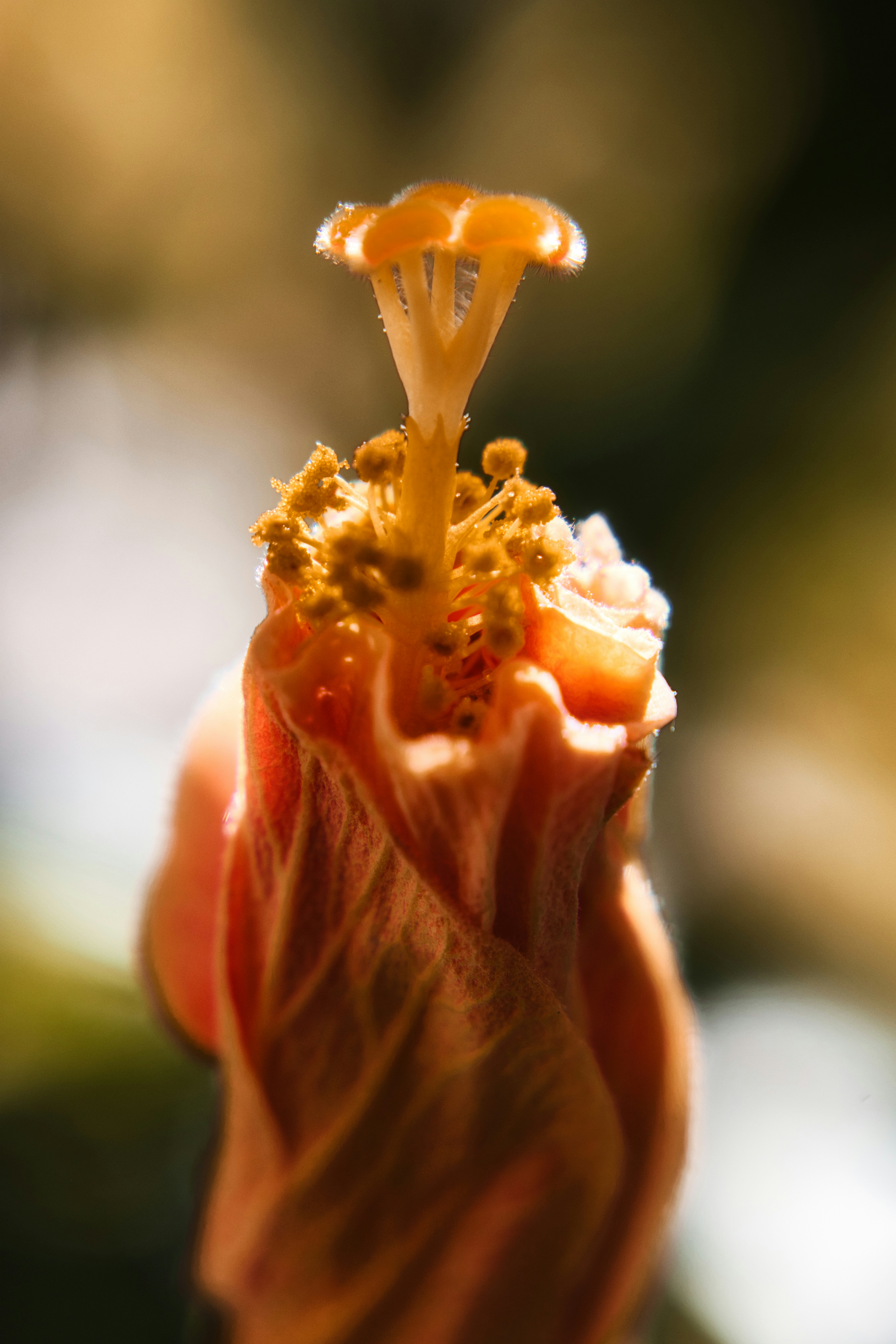 Emerging Velvet Crown: Macro Portrait of a Bud with Fuzzy Orange Stamen