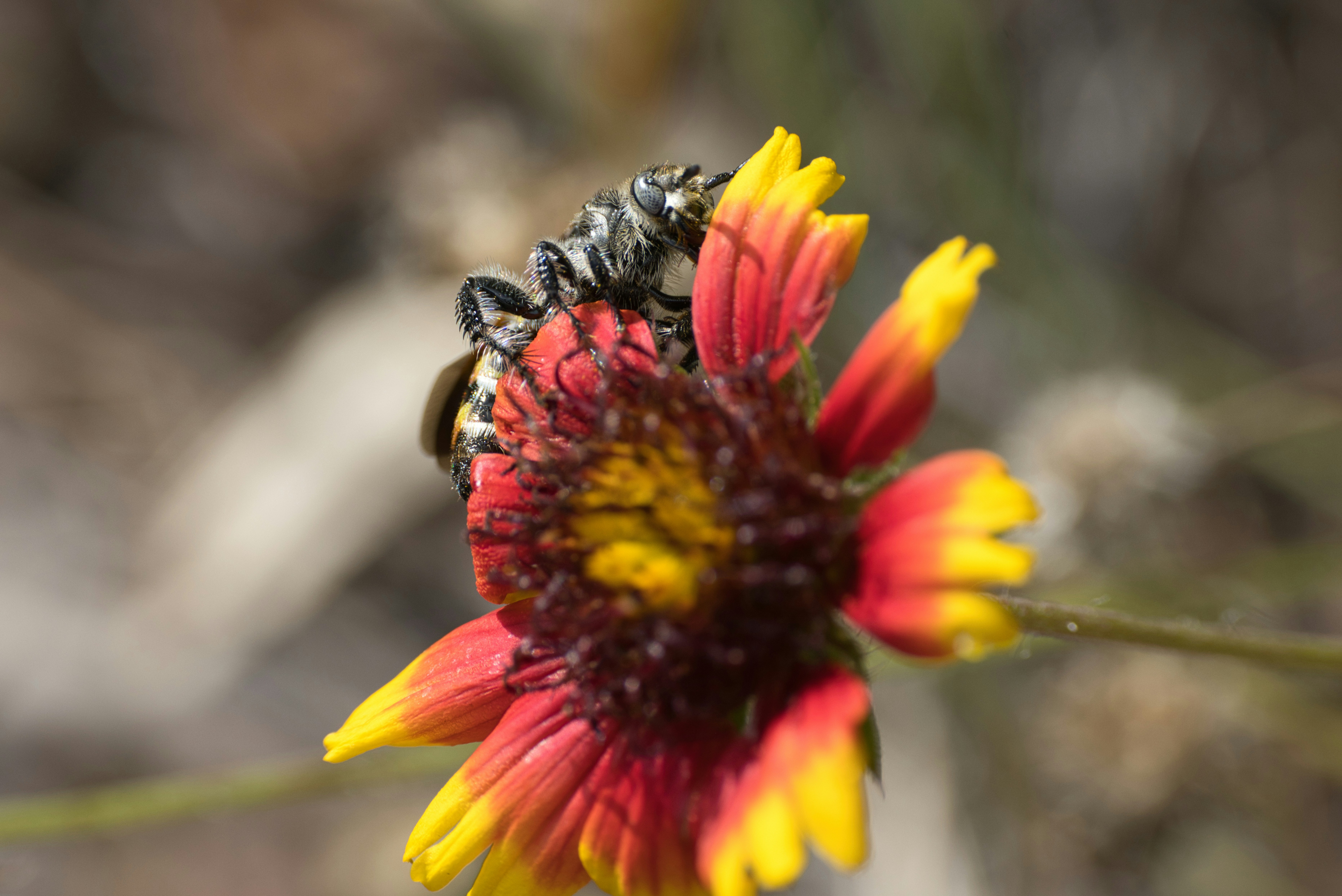 Bee on a Crimson-Yellow Bloom: A Macro Moment Revealing Pollinator Detail