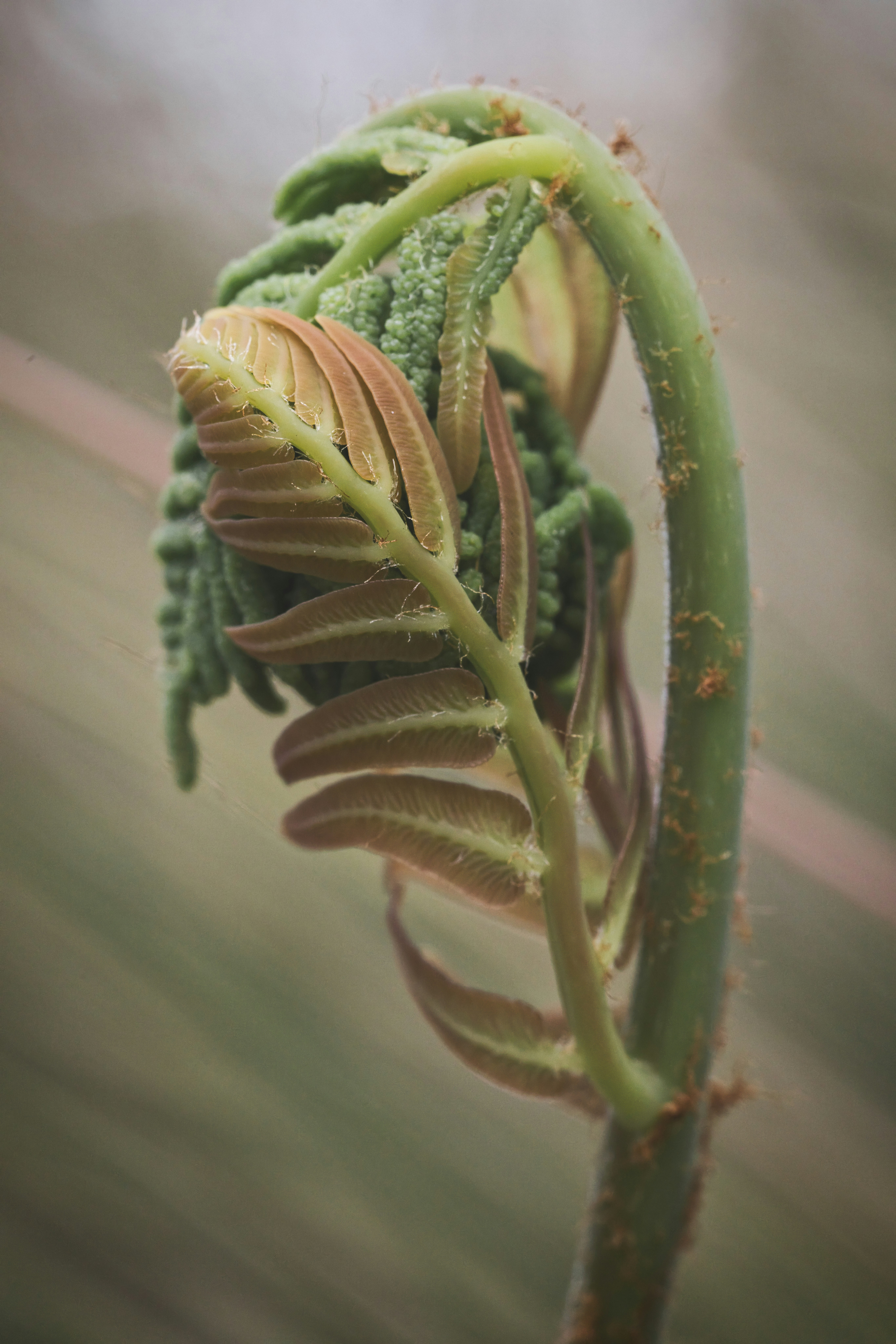 The Gentle Fiddlehead: a fern's first curl caught in quiet light