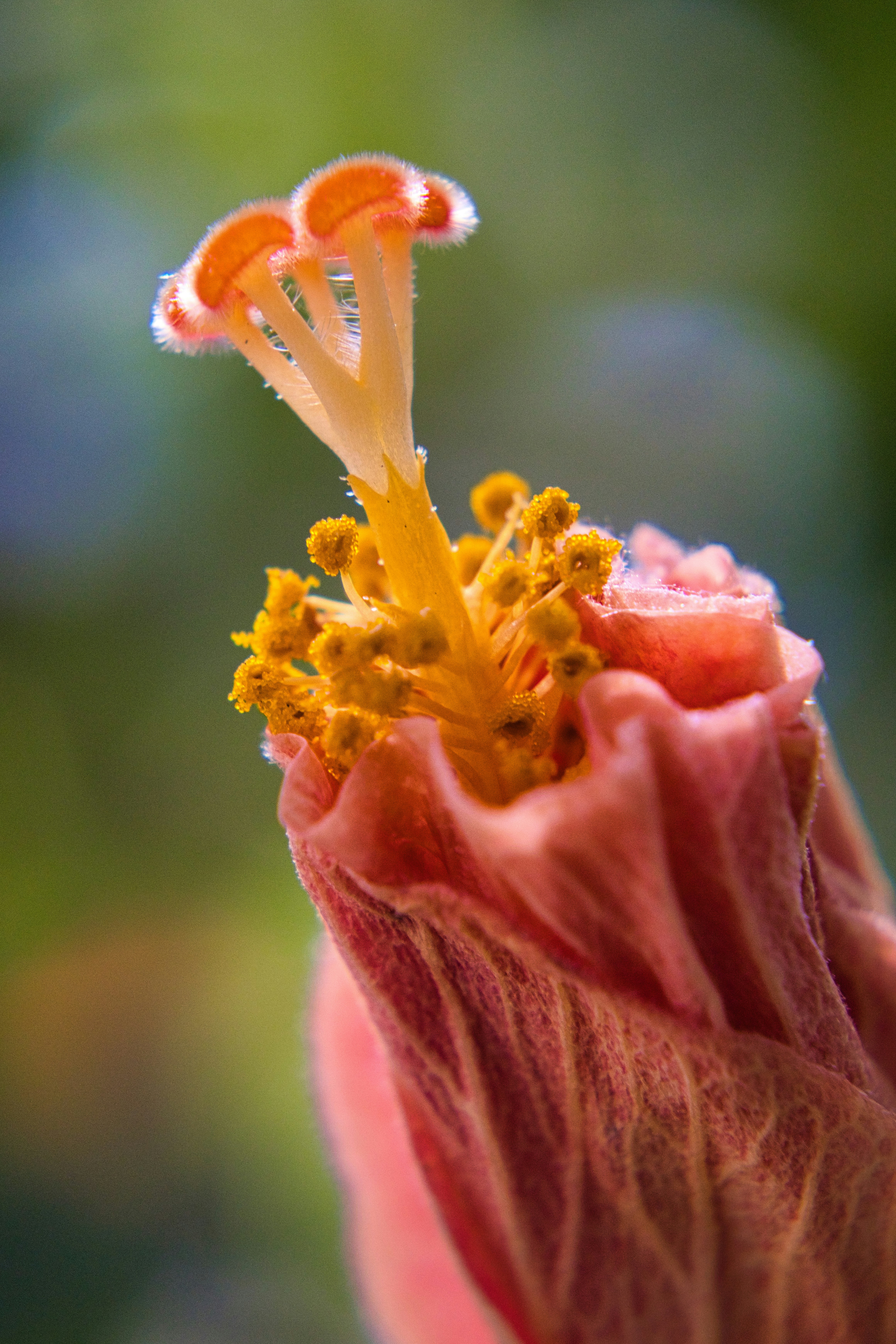 Stamen Crown: A blush bud unfurls its orange pollen under macro light