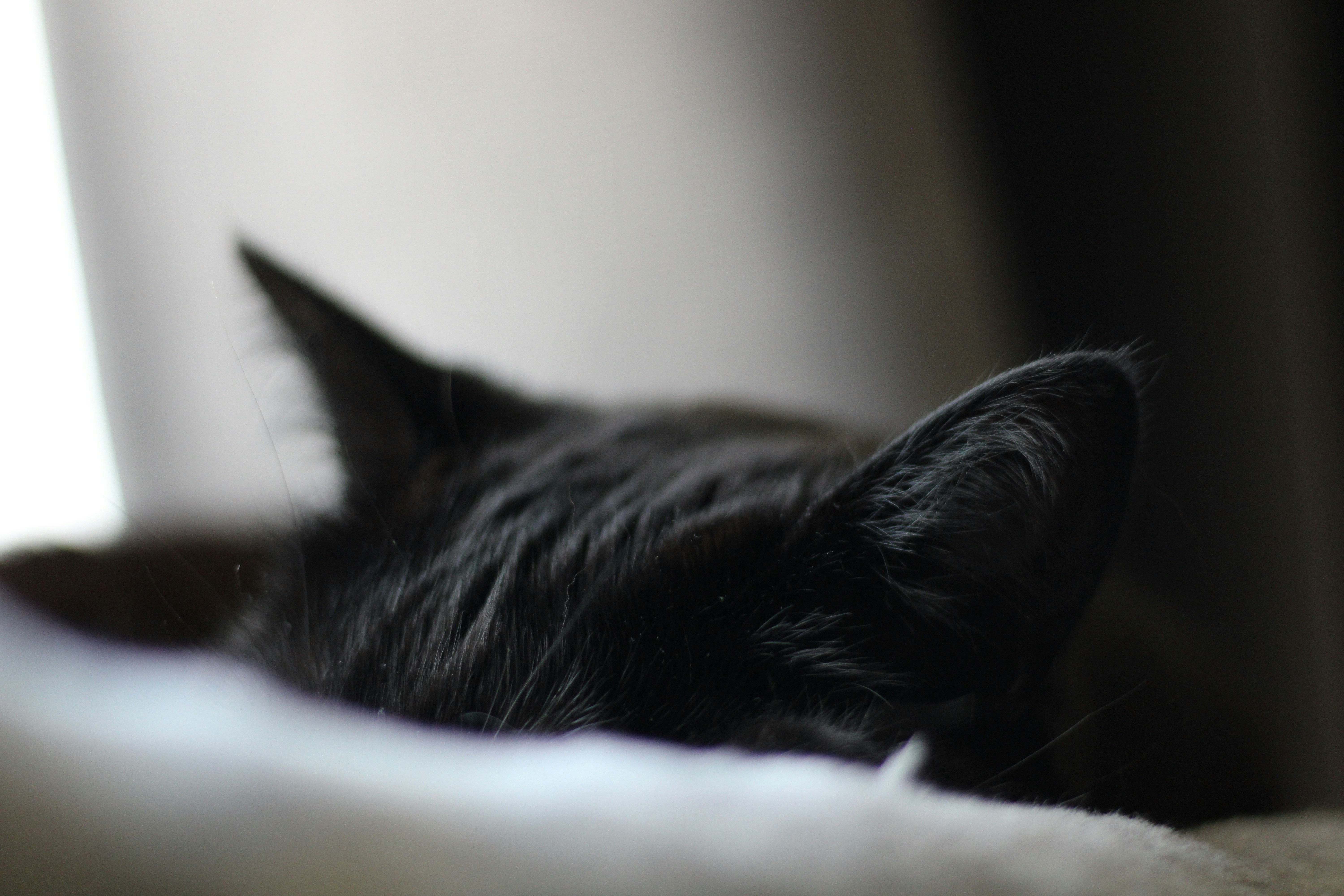A black cat laying on top of a bed photo – Free Montréal Image on Unsplash