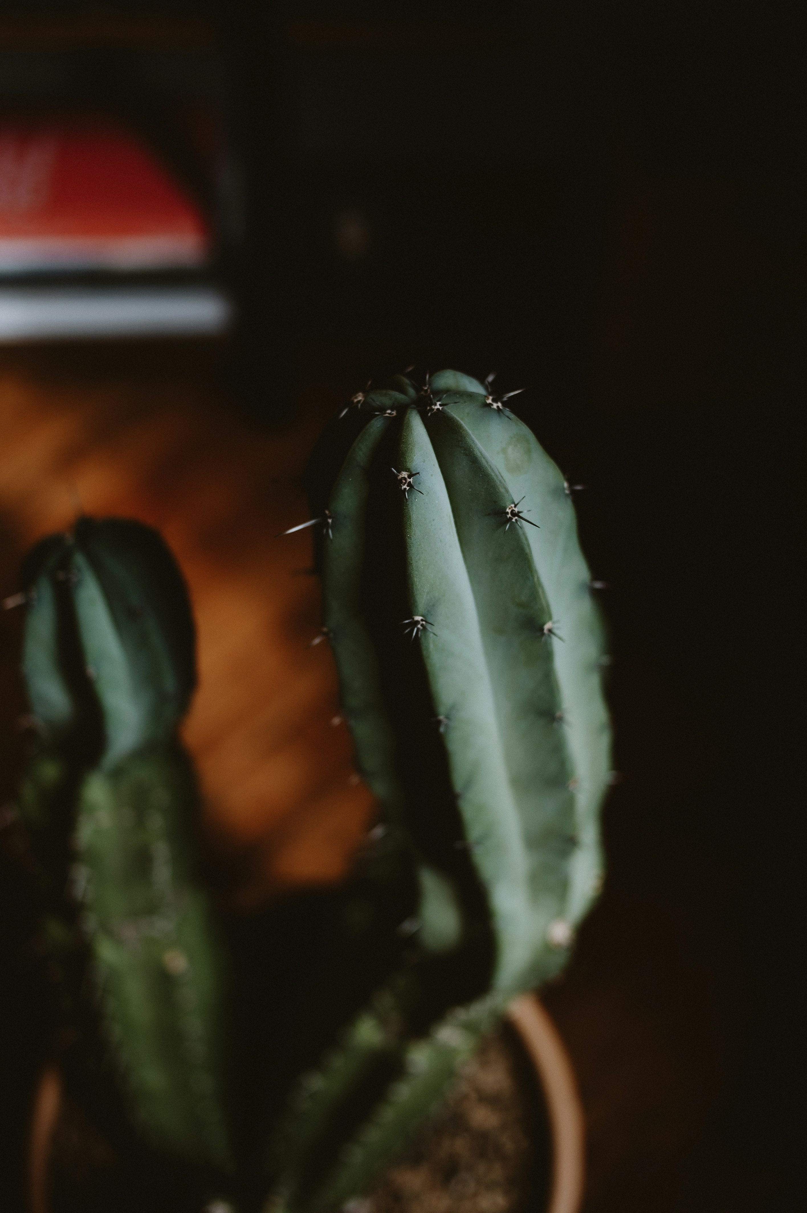 Ribbed Sentinel in Soft Light: A Close-Up Cactus Portrait