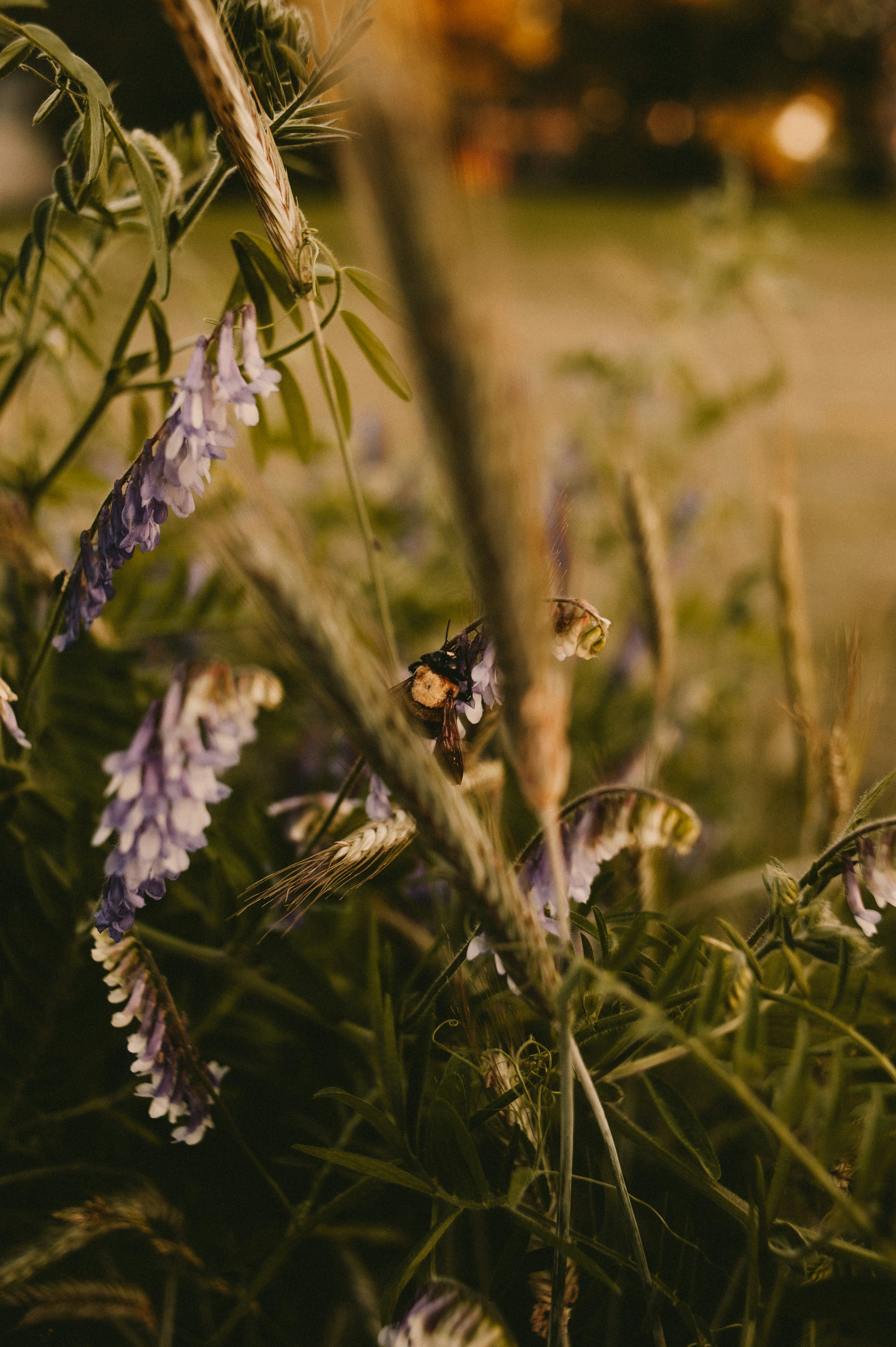 Amber Hour: a Bee on Lavender in a Quiet Meadow