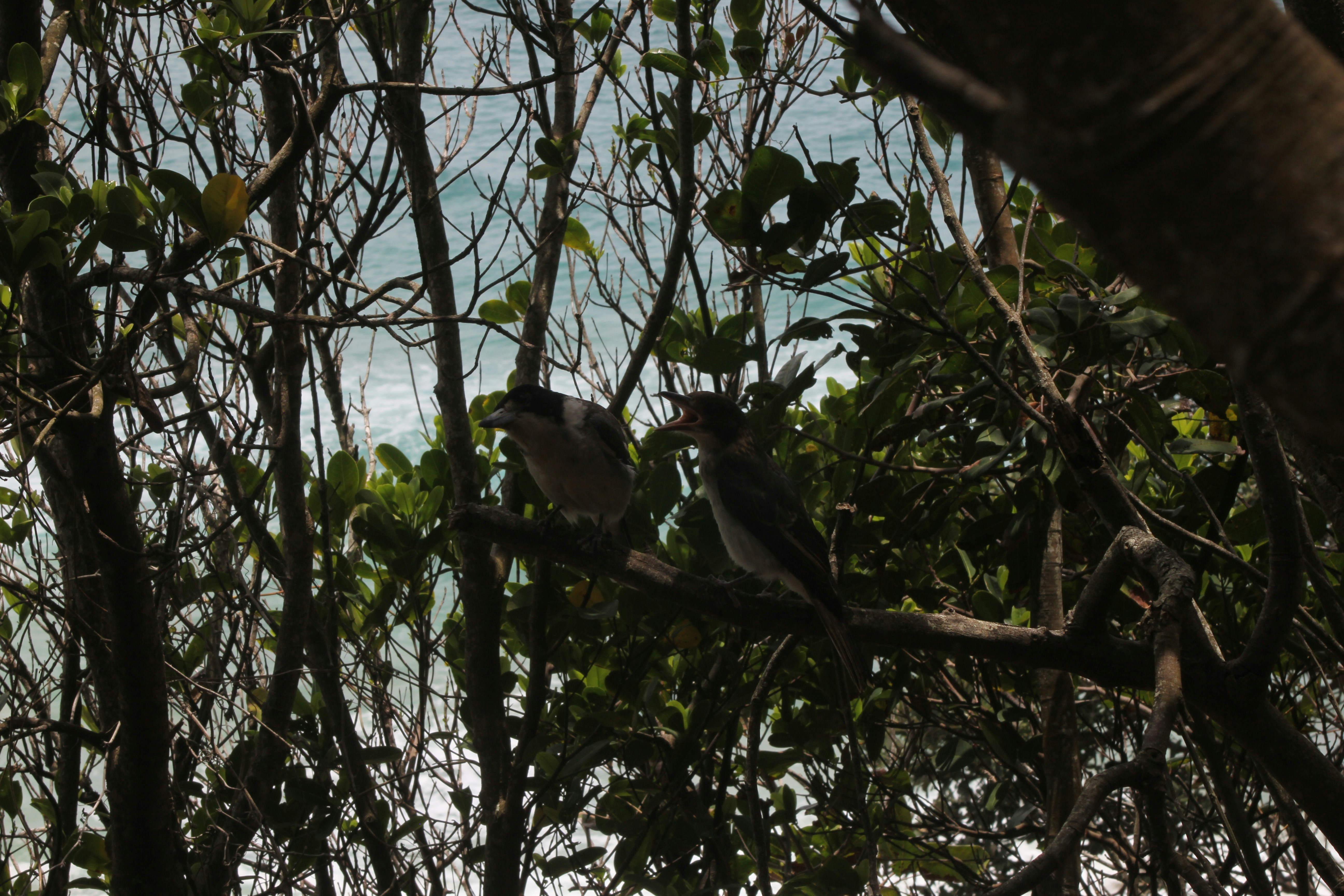 Duo in the Canopy: Silhouettes Against a Pale Sky