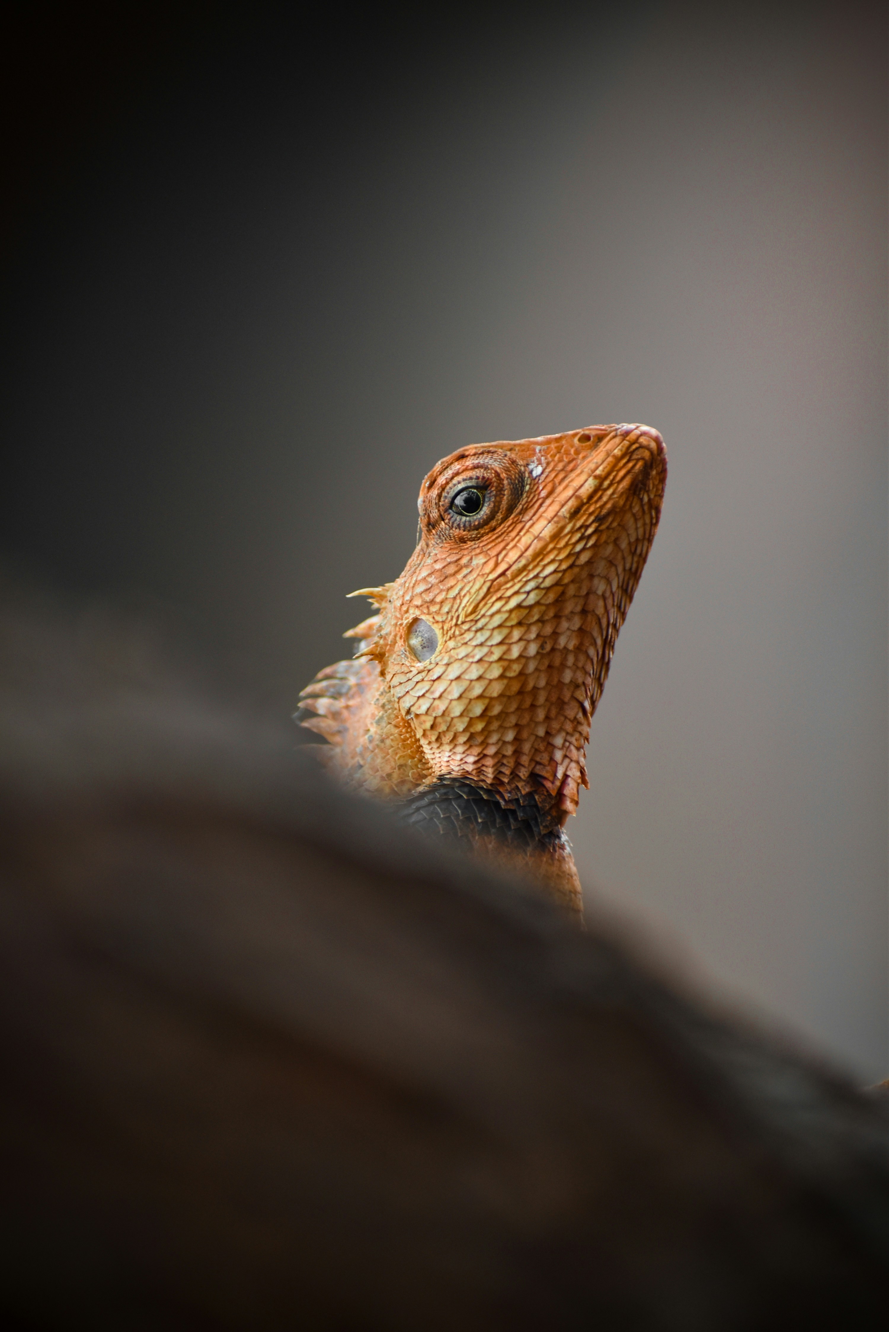 Copper-Scaled Bearded Dragon Peers From a Softly Blurred Foreground