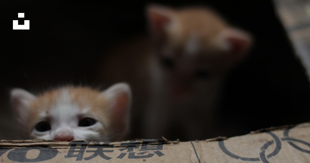 상자 안에 앉아 있는 새끼 고양이 두 마리 사진 Unsplash의 무료 고양이 이미지