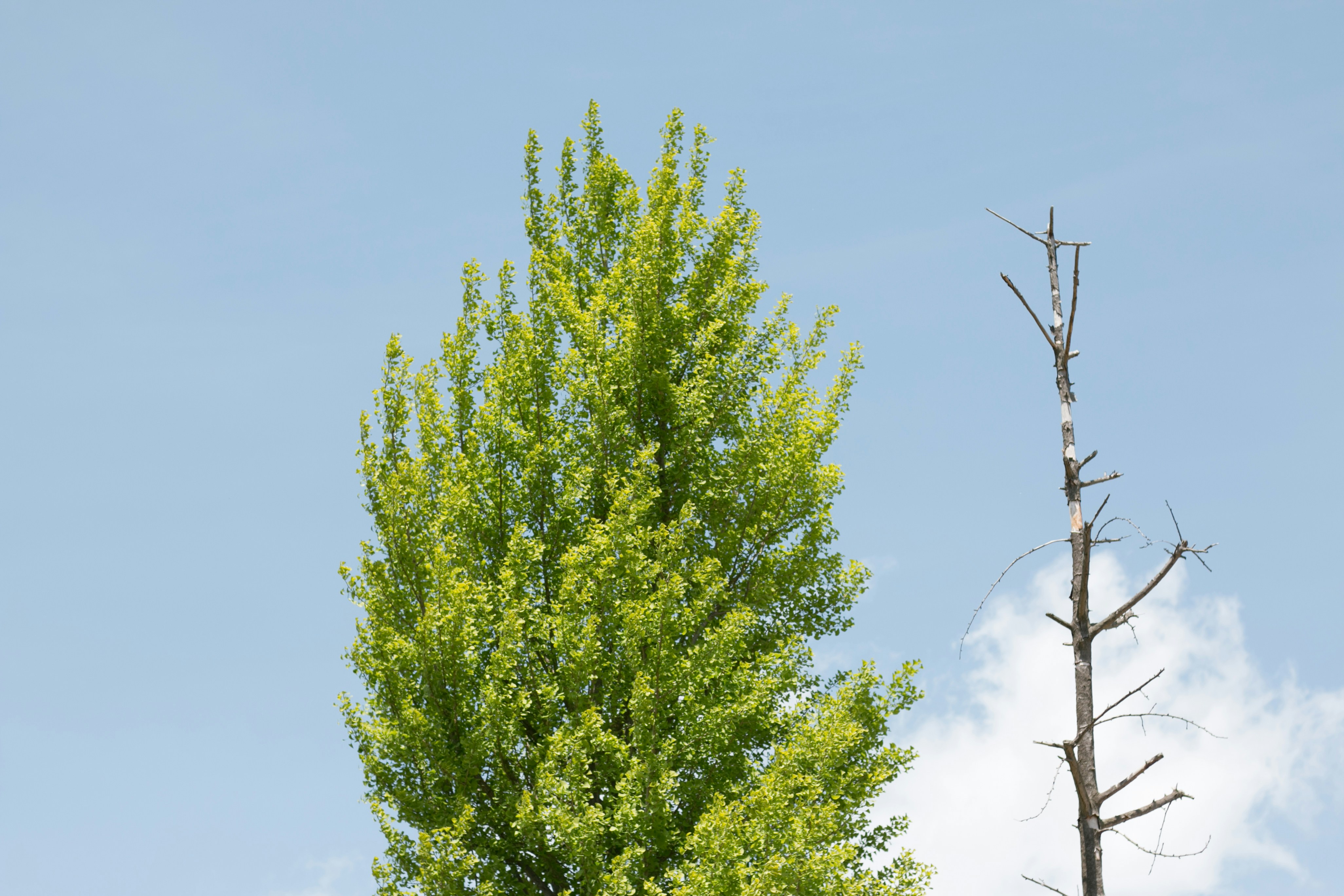 A tall green tree sitting next to a tall tree photo – Free Tree Image ...