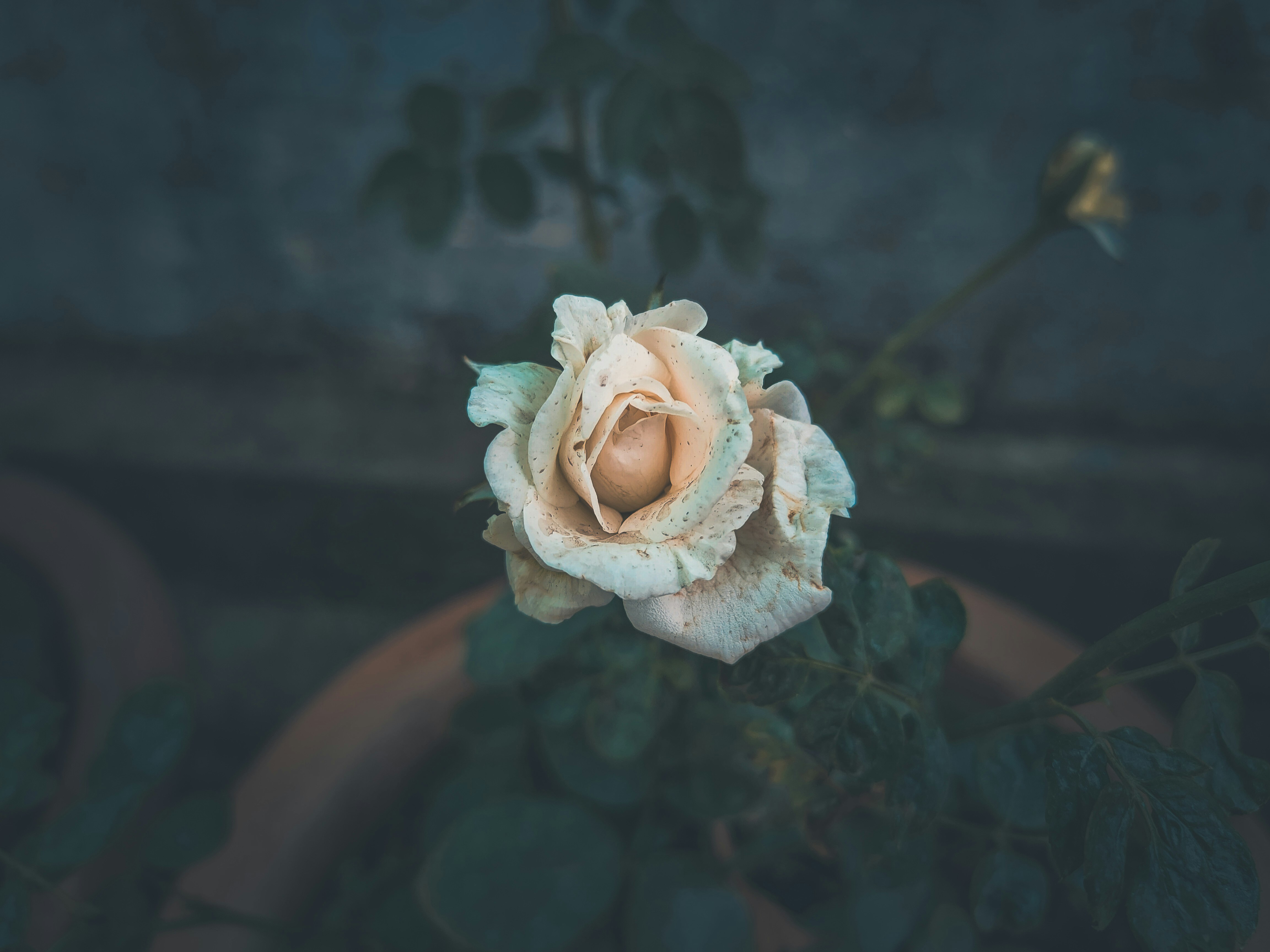 Pale rose bloom against a dark, blurred background with muted colors.