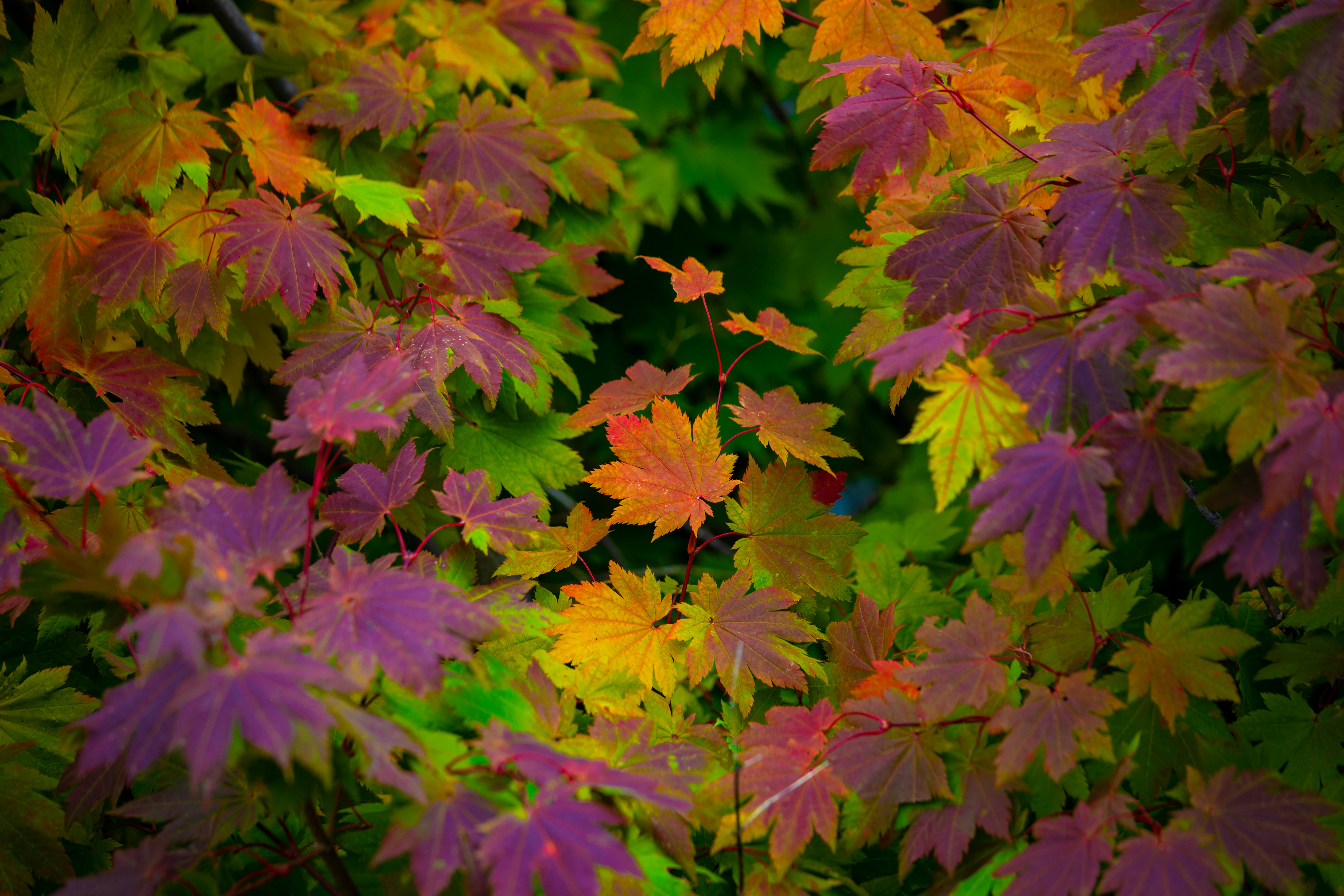 Autumn Mosaic: Vibrant Maple Leaves in Warm Sunset Palette
