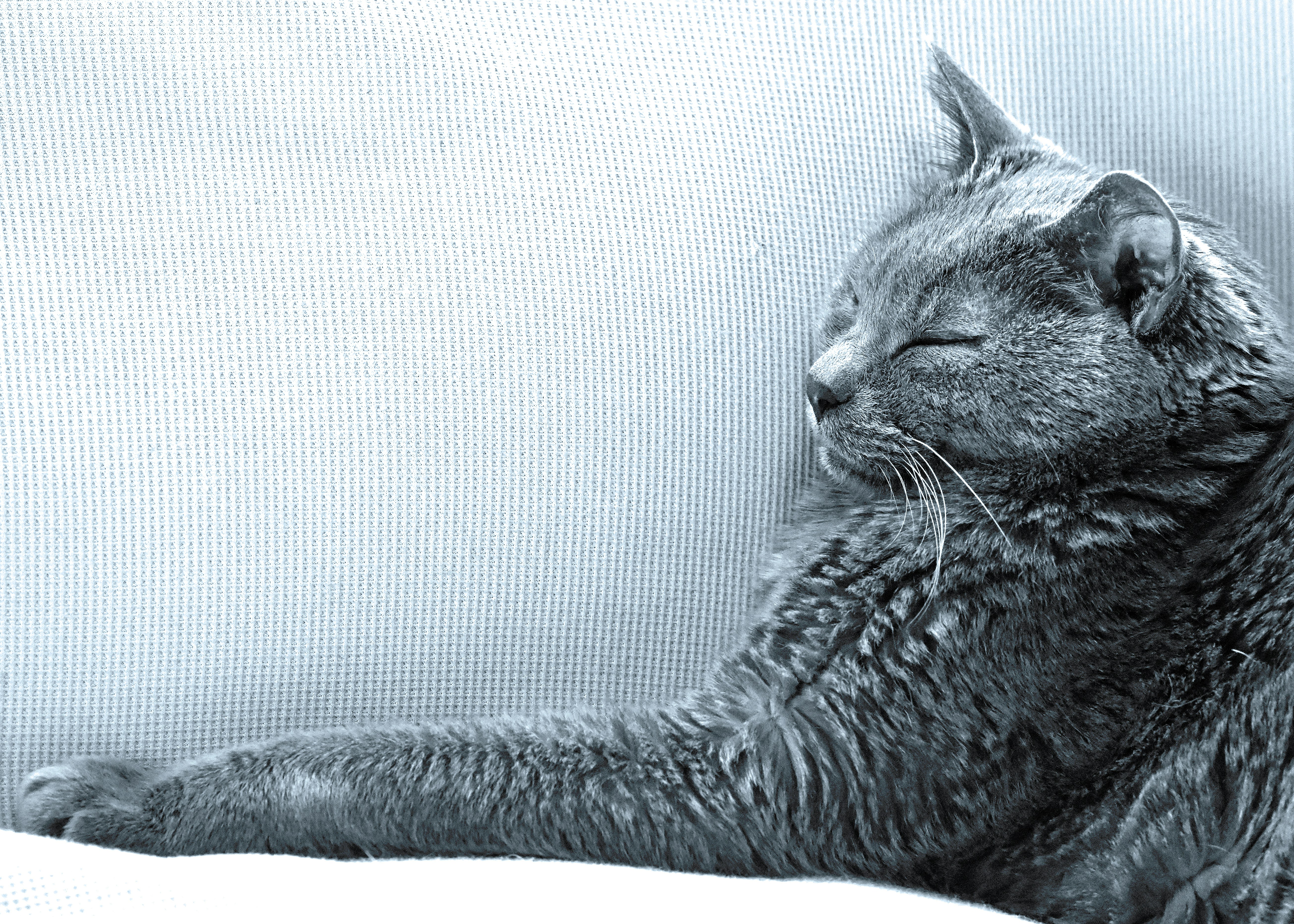 Desaturated Slumber: A Cat Reposing Along a Textured Couch.