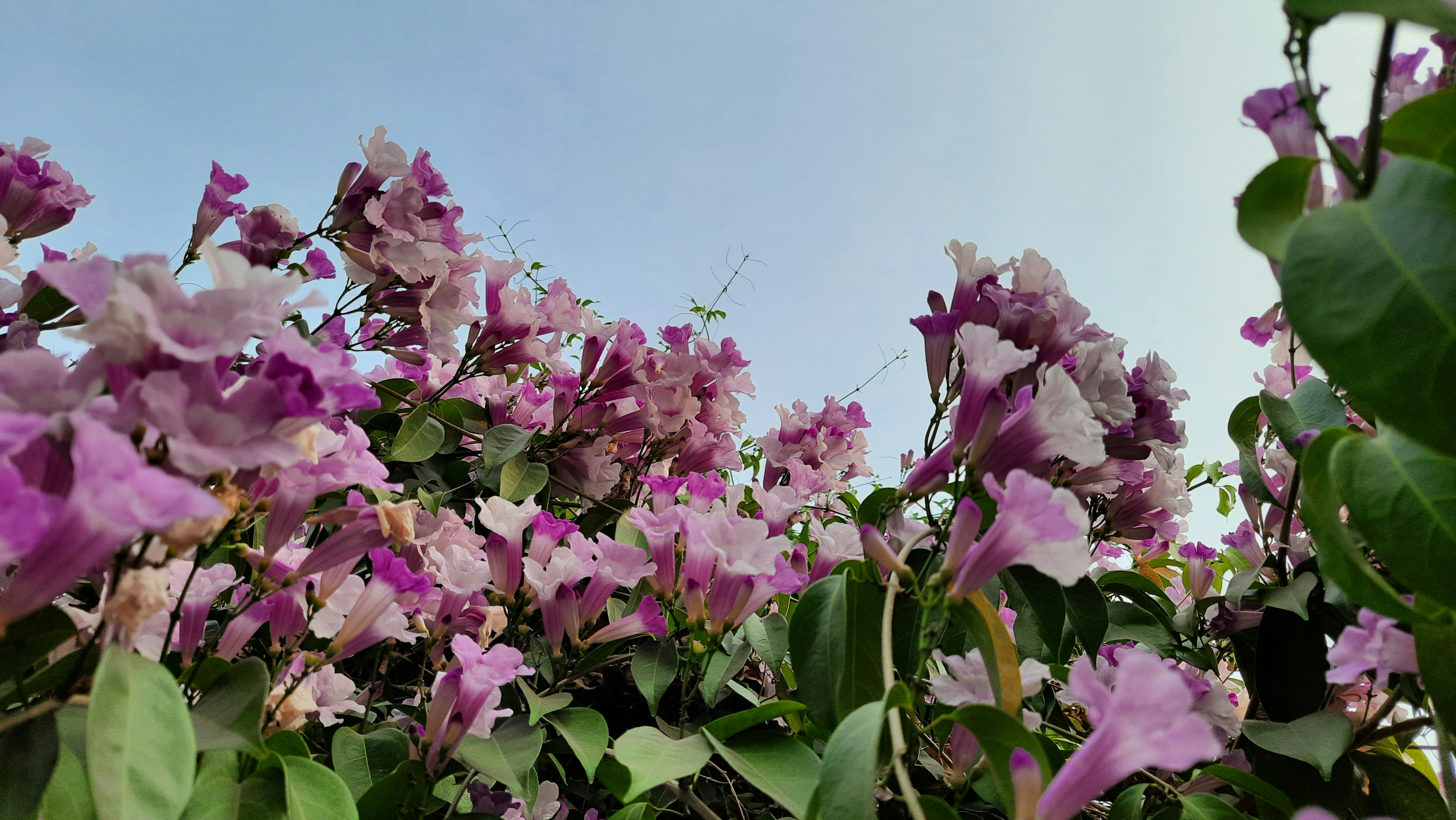 Blooming Pink Canopy Under a Clear Sky