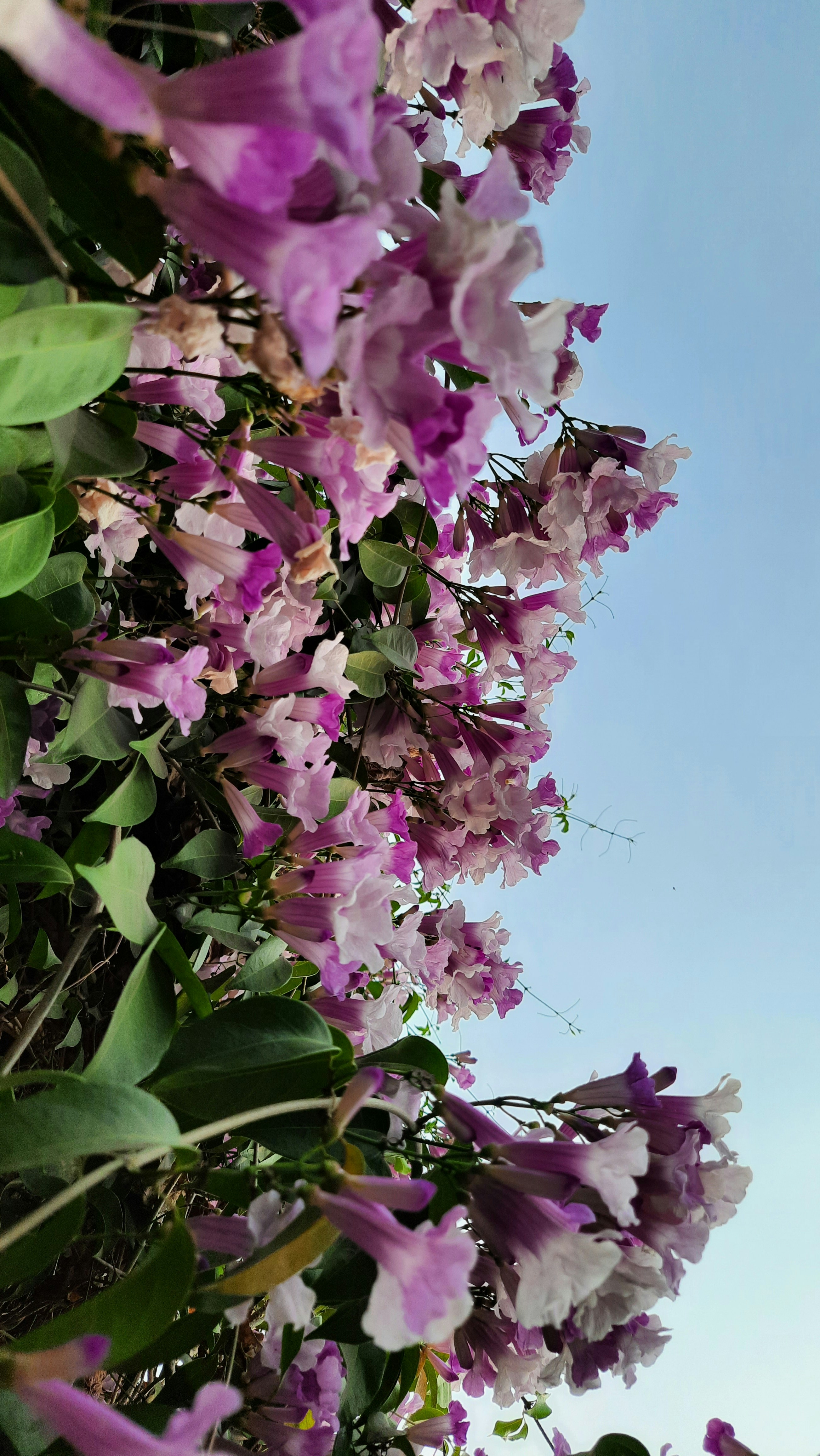 Foto Flores moradas y blancas que crecen en el costado de un edificio – Imagen Flor gratis en ...