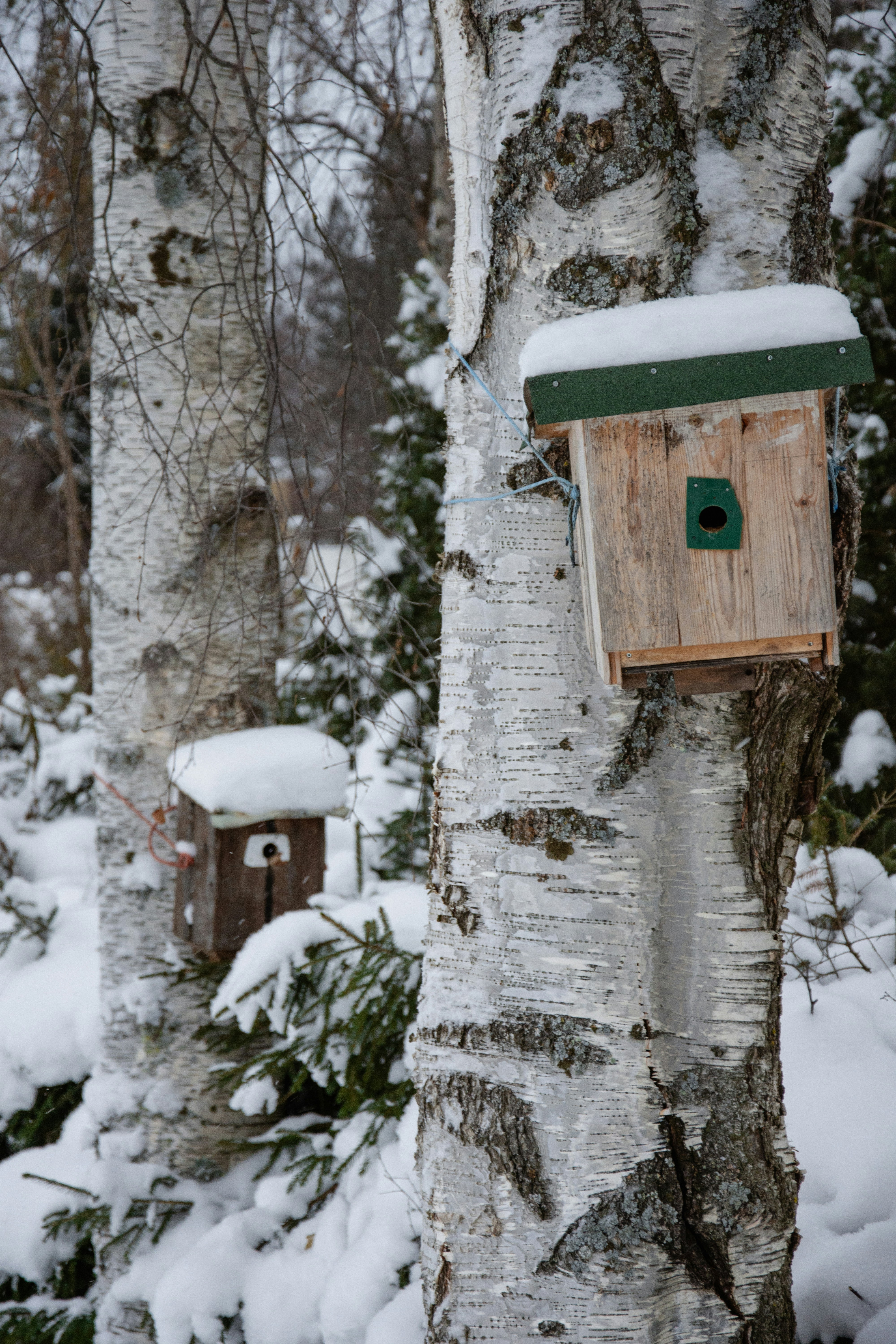 Snow-Cloaked Birches and Hidden Nesting Boxes