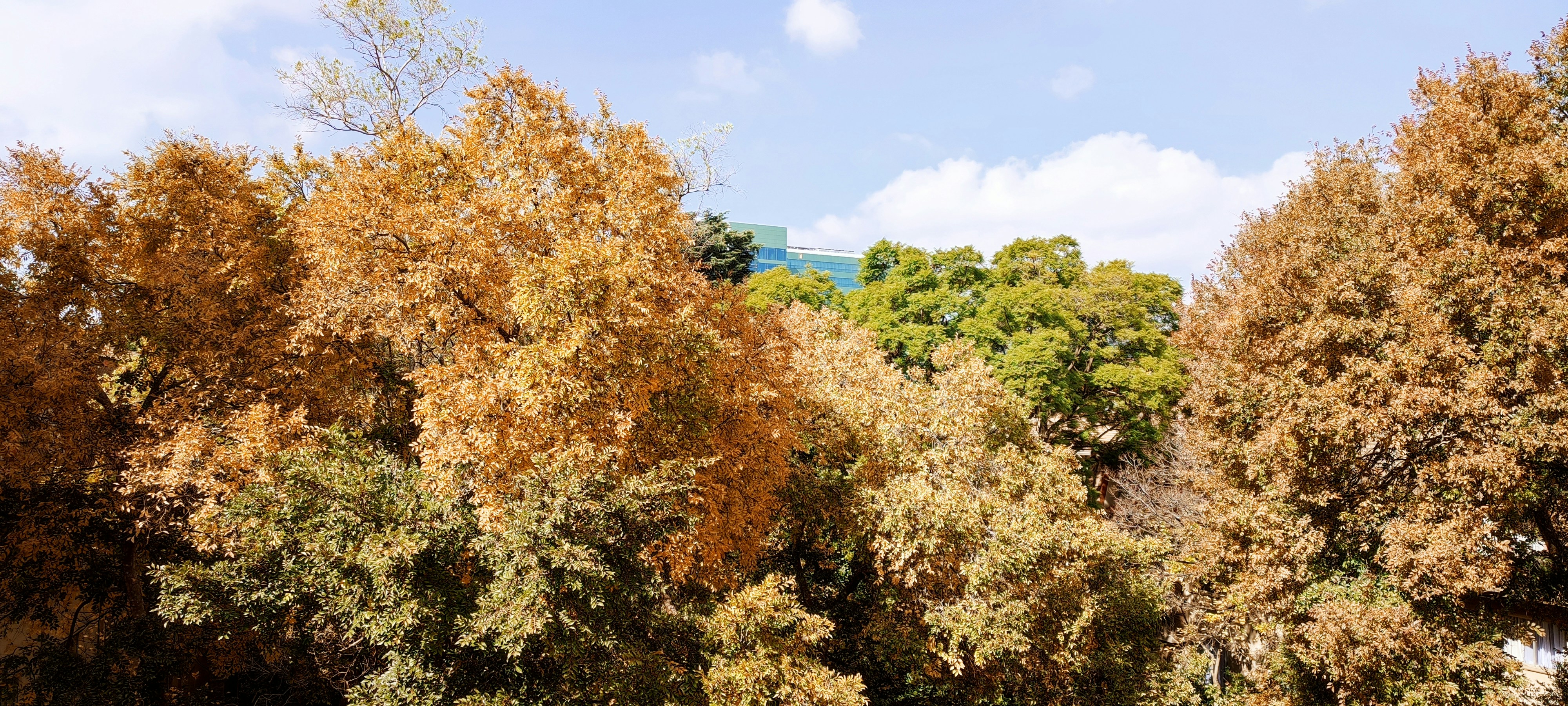 Embers in the Canopy: Autumn Light Across a Distant Campus Treeline