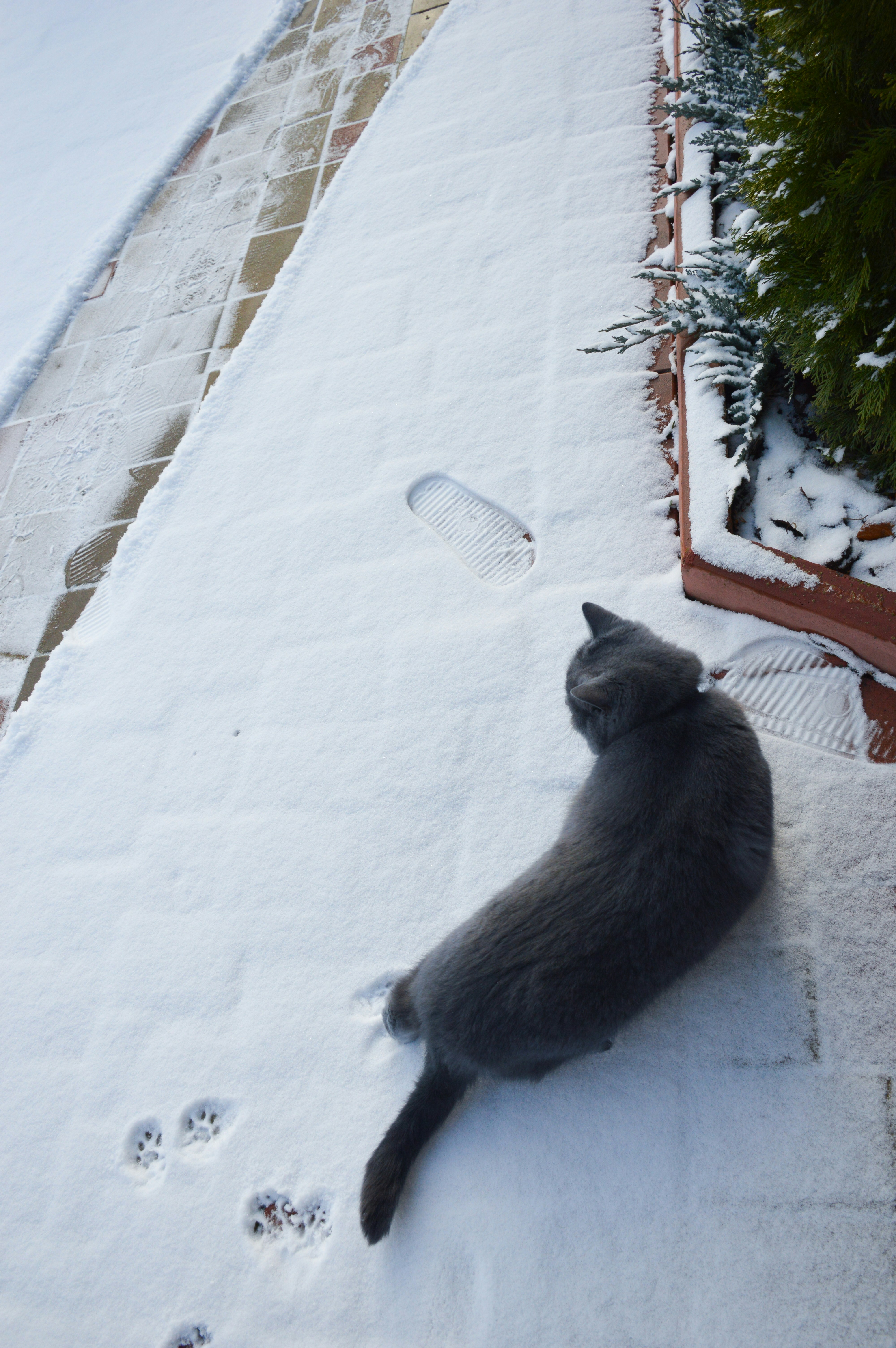 Grey Cat Traverses a Snow-Covered Terrace by a Red-Brick Planter
