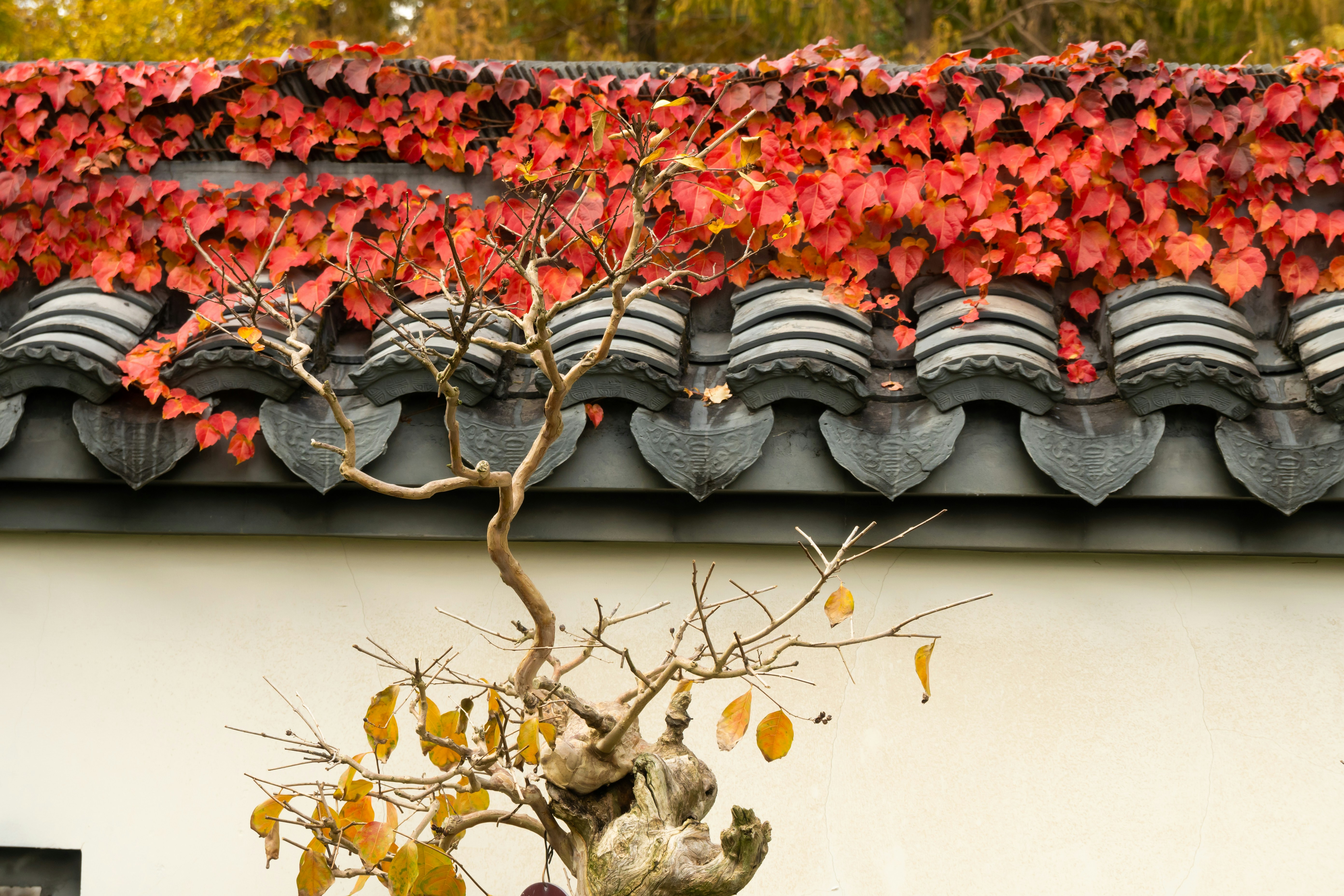 Crimson Ivy Crown Frames a Weathered Bonsai Trunk