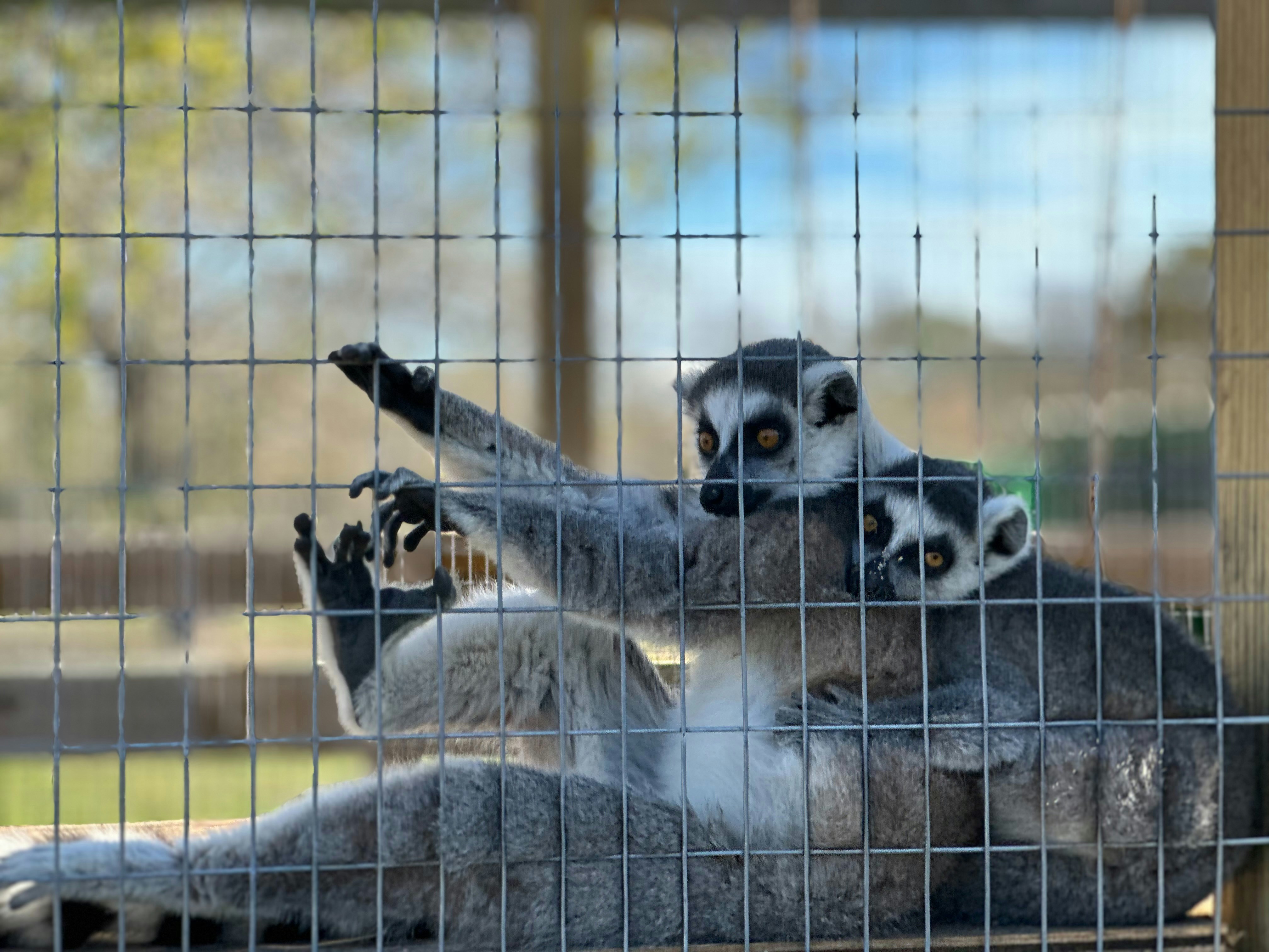 Lemurs Behind the Grid: A Curious Duo in a Sunlit Enclosure