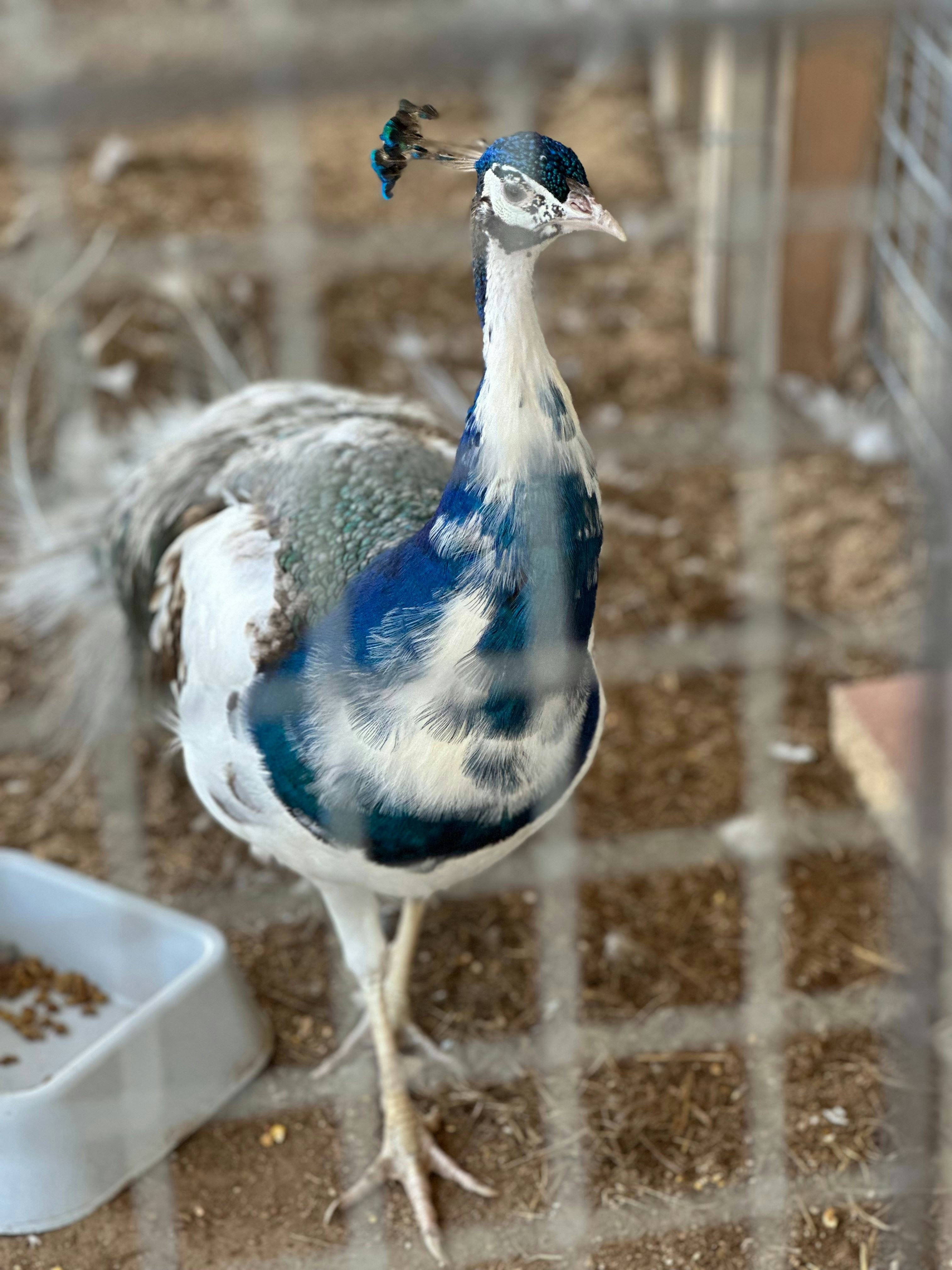 Azure Crest in the Mesh: Front-Facing Peacock in a Dusty Enclosure