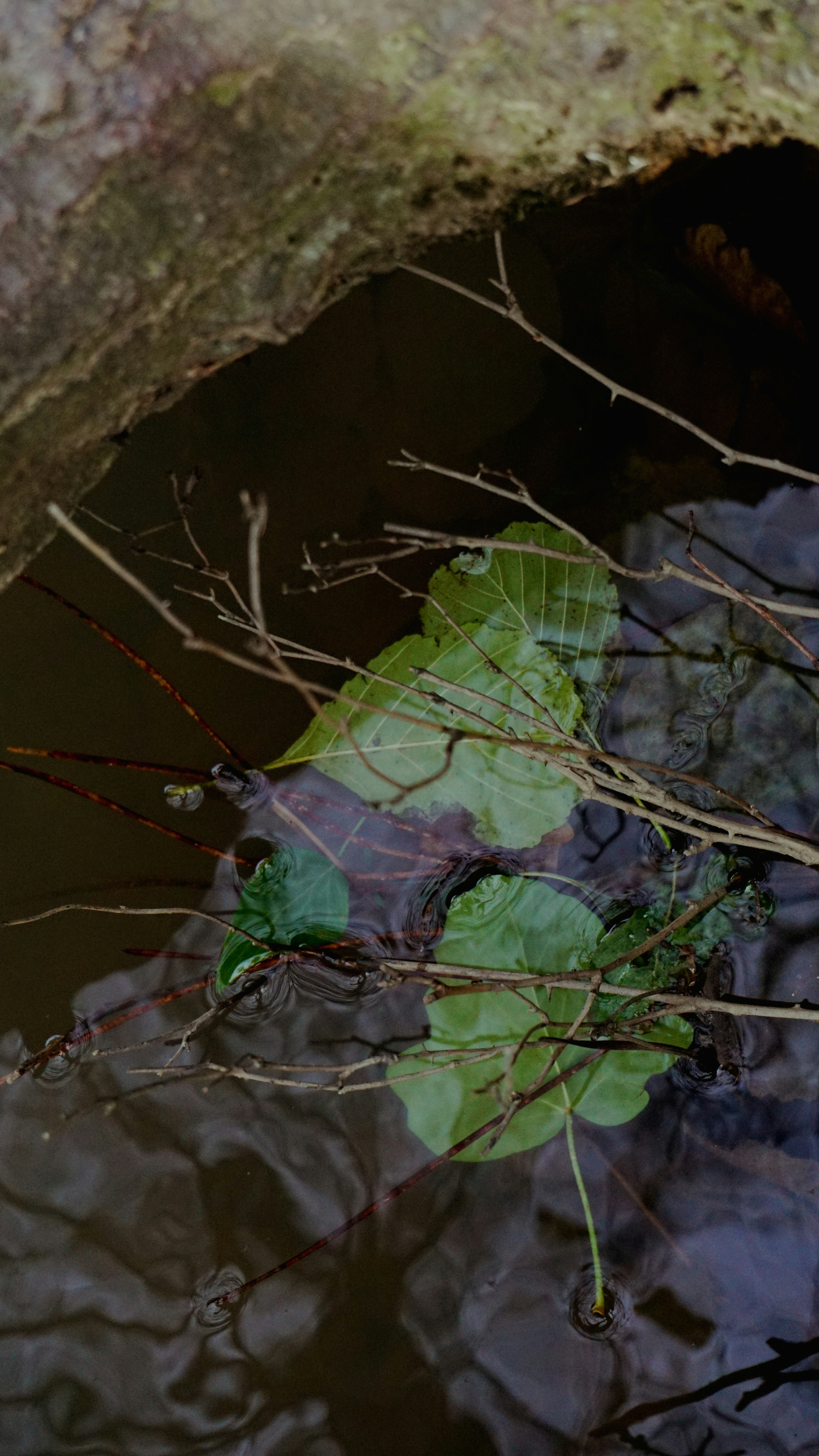 Emerald Leaves Drift in a Murky Pool Reflection