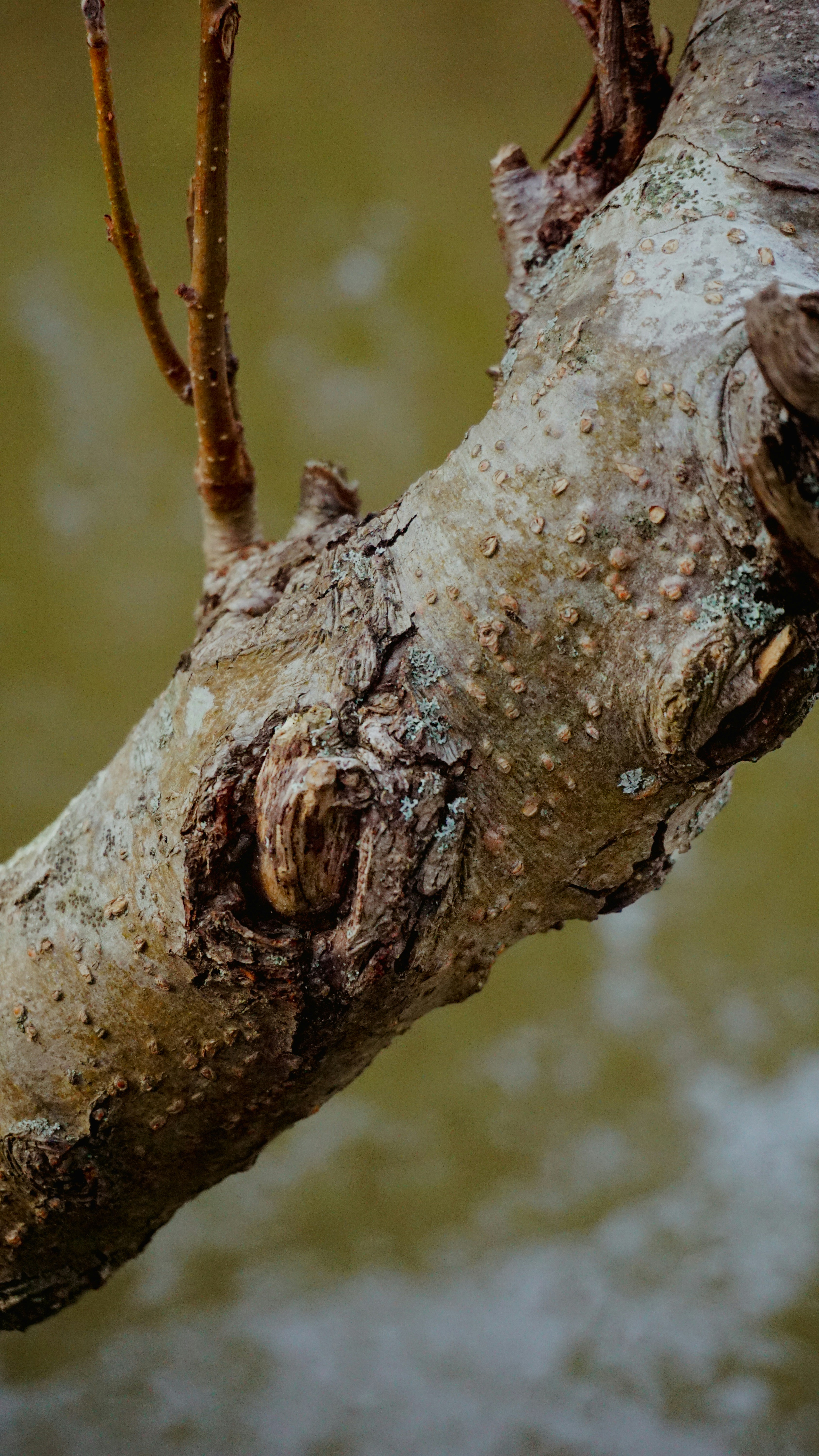 Weathered Knot: Close-Up of Bark and Lichen by a Quiet Pond