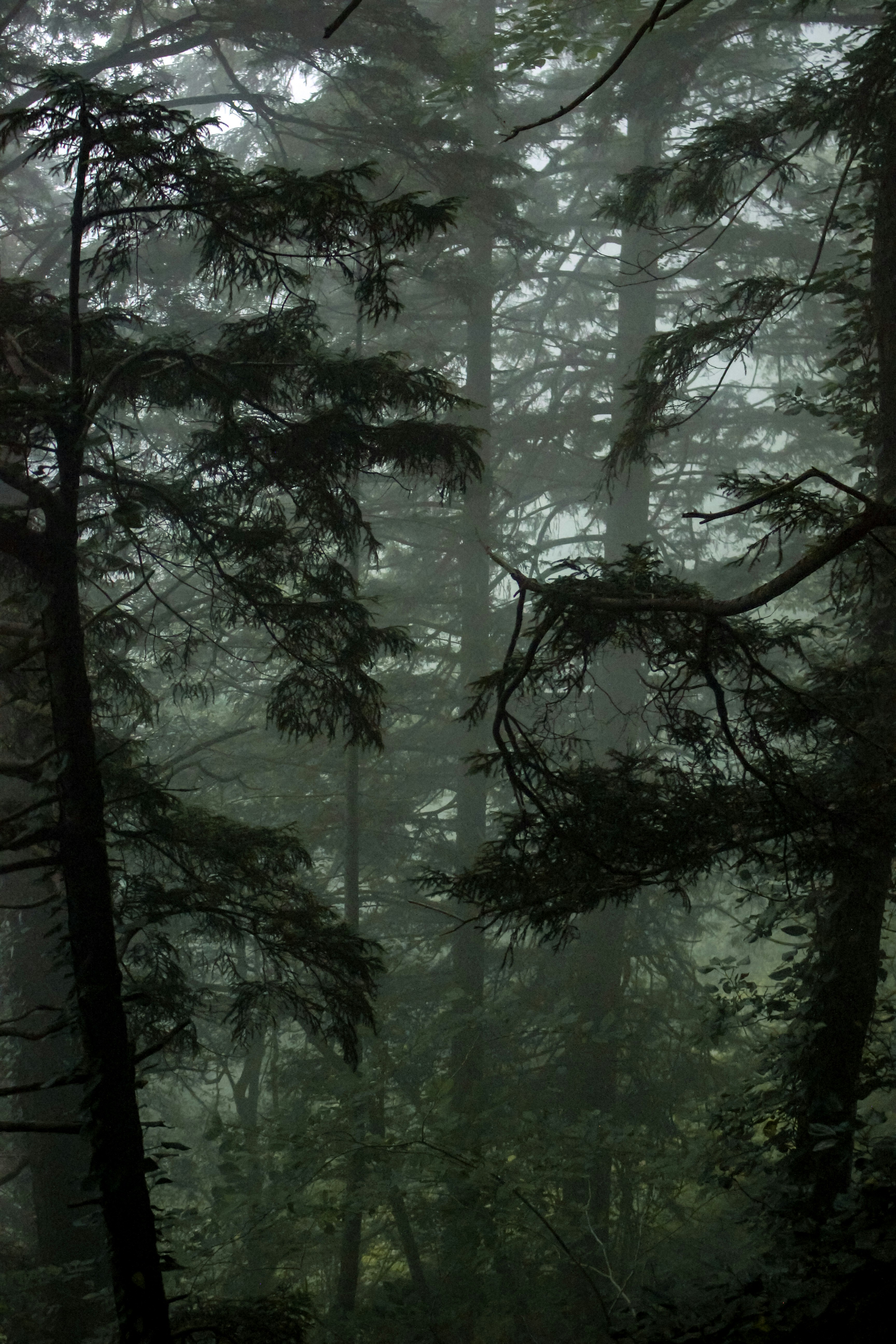 Mistbound Pines: A Quiet Descent into a Velvet Forest