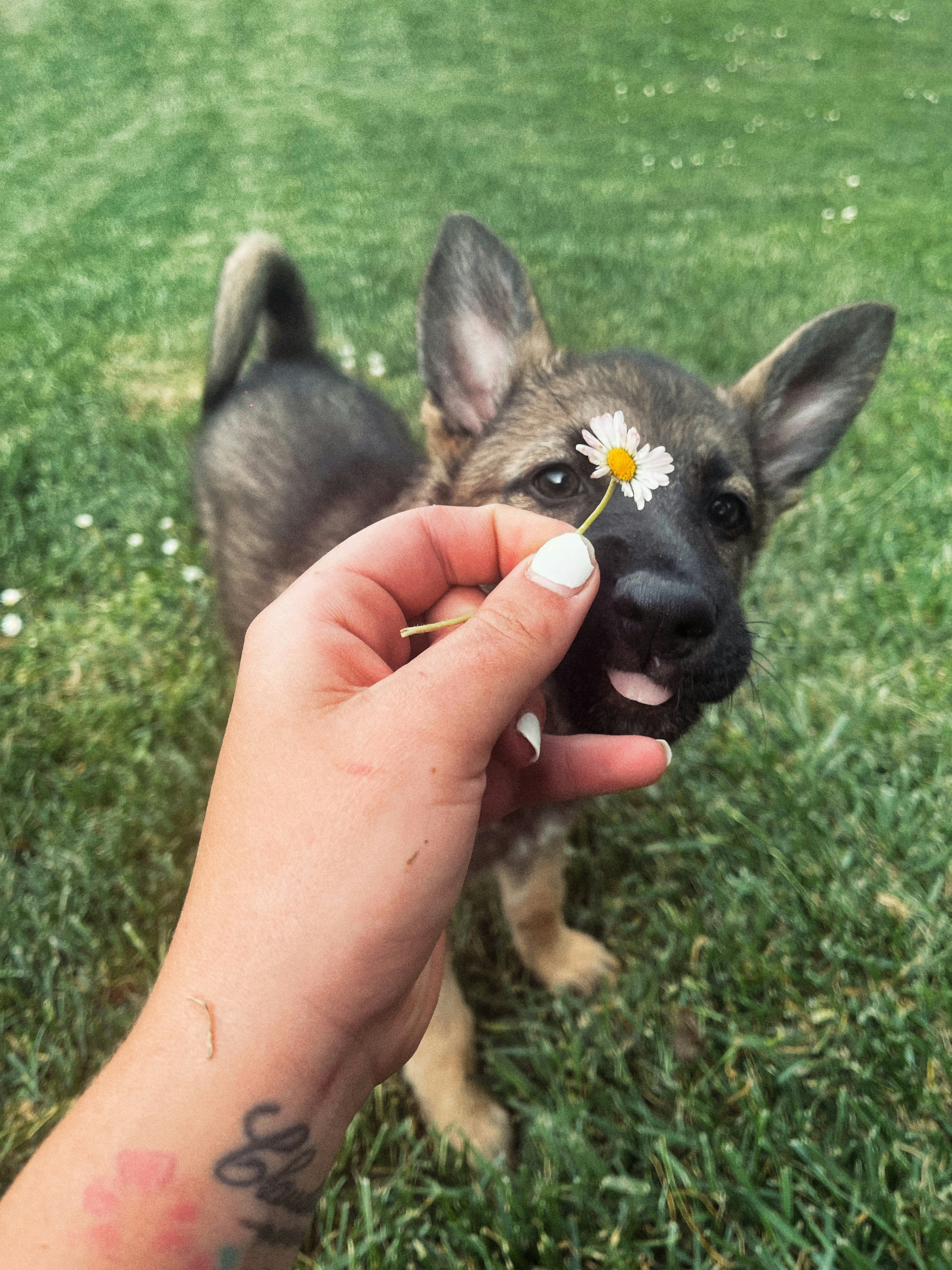 Curious Pup Meets Delicate Daisy