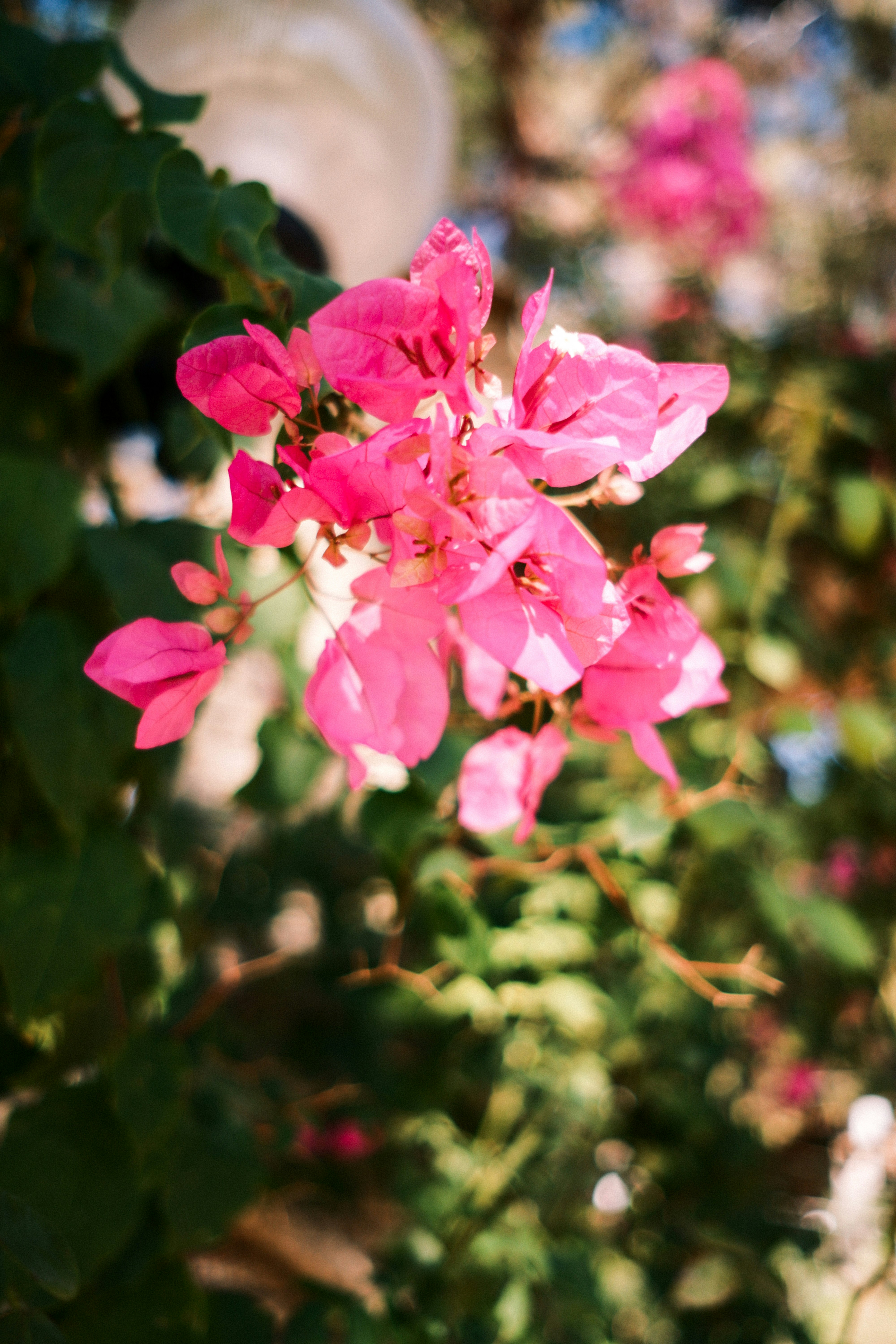 Pink Bougainvillea in Velvet Blur: A Sunlit Garden Portrait