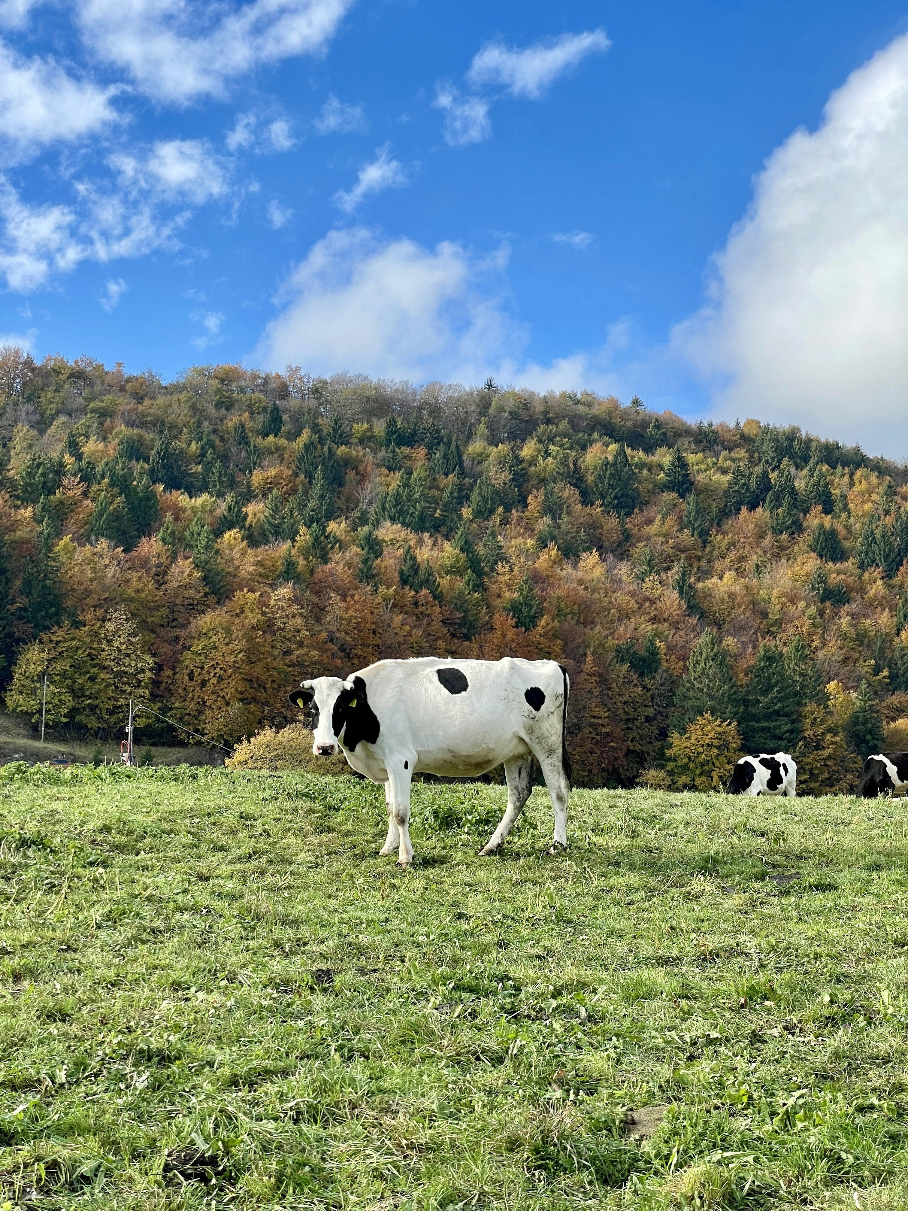 Holstein in Autumn Pasture Framed by a Quilt of Fall Colors