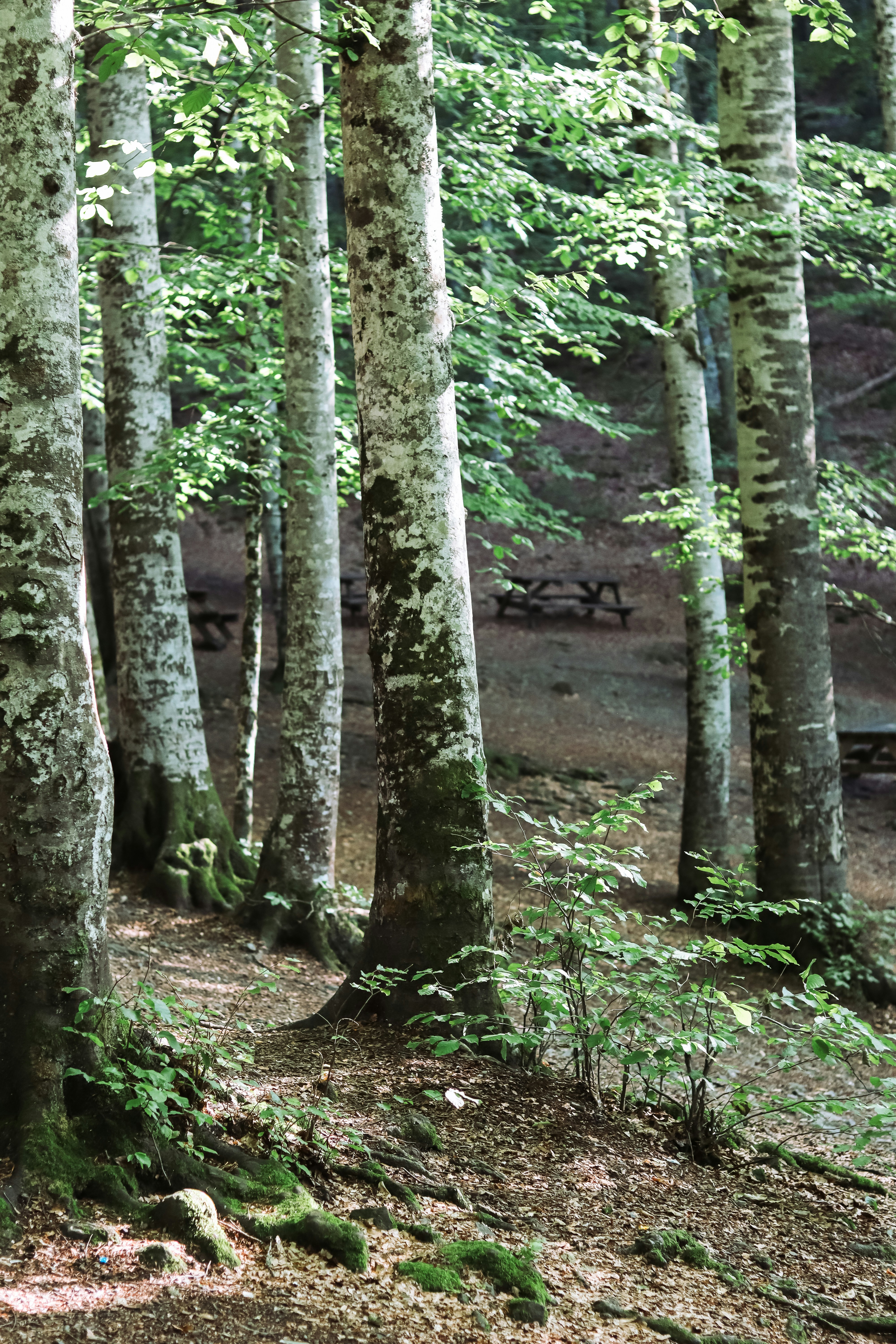 Birch Colonnade in Moss: A Quiet Forest Clearing with a Distant Picnic