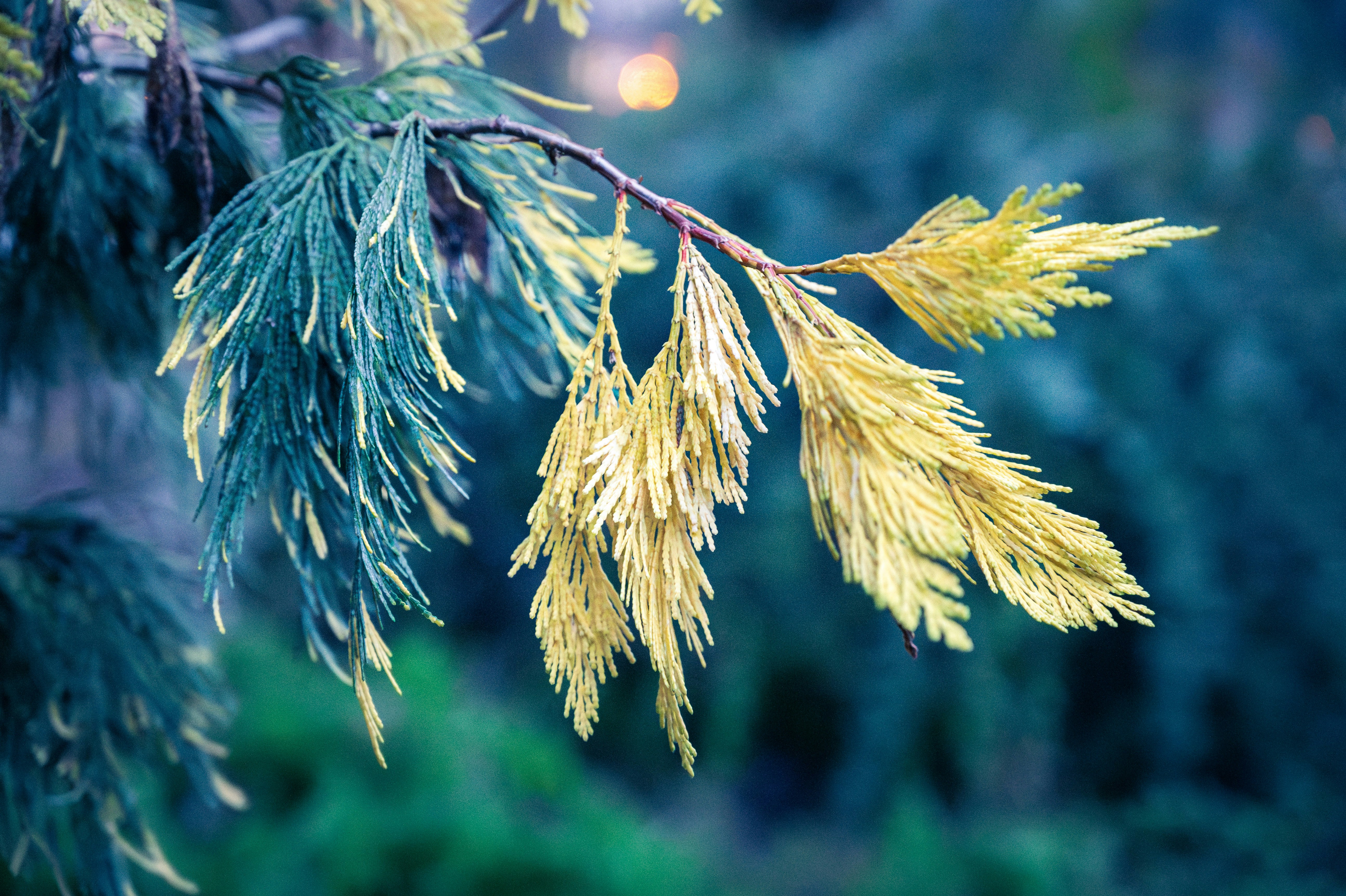 Photo by Oleg Demakov with Nikon Z6