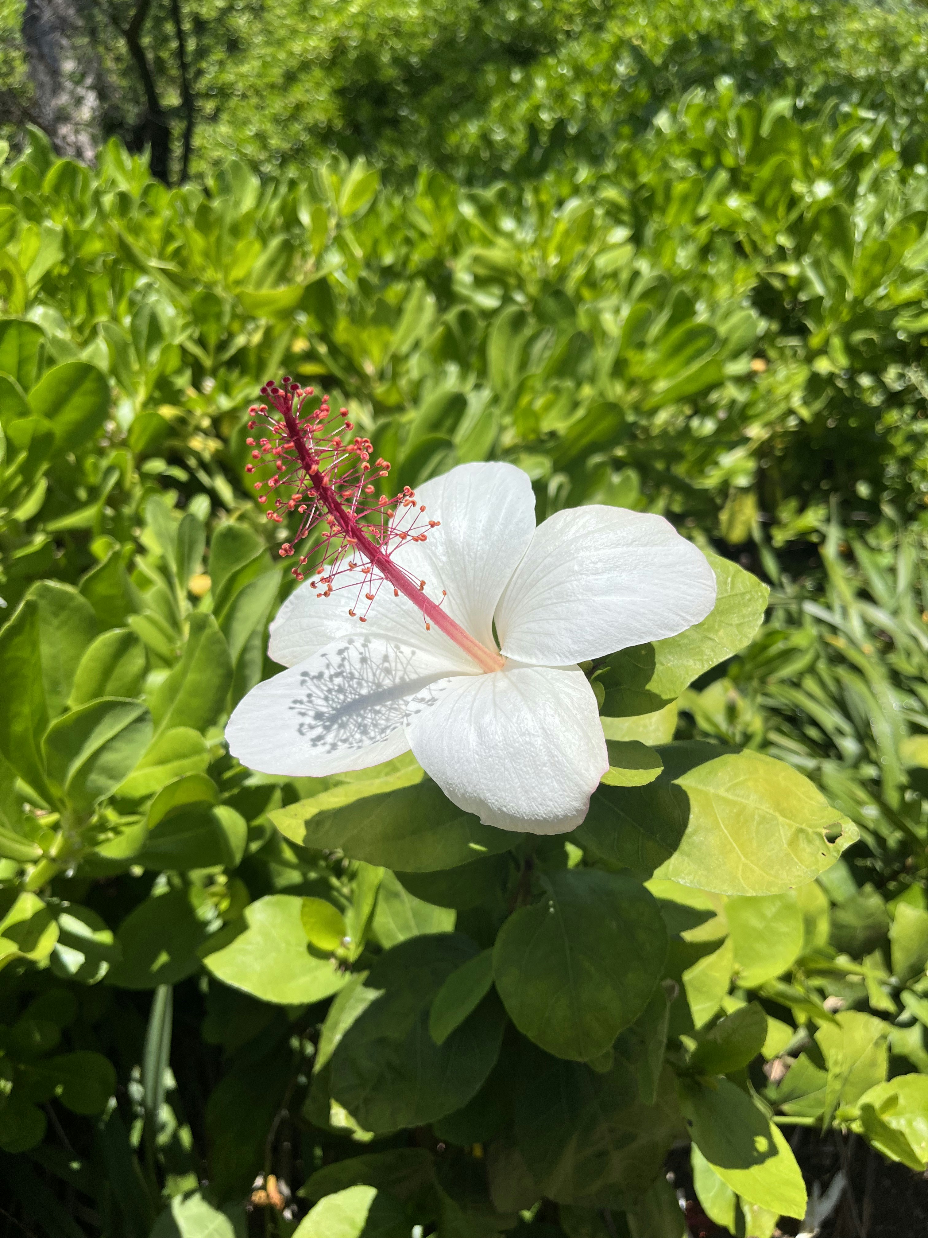 White hibiscus in sunlit garden amid glossy green foliage