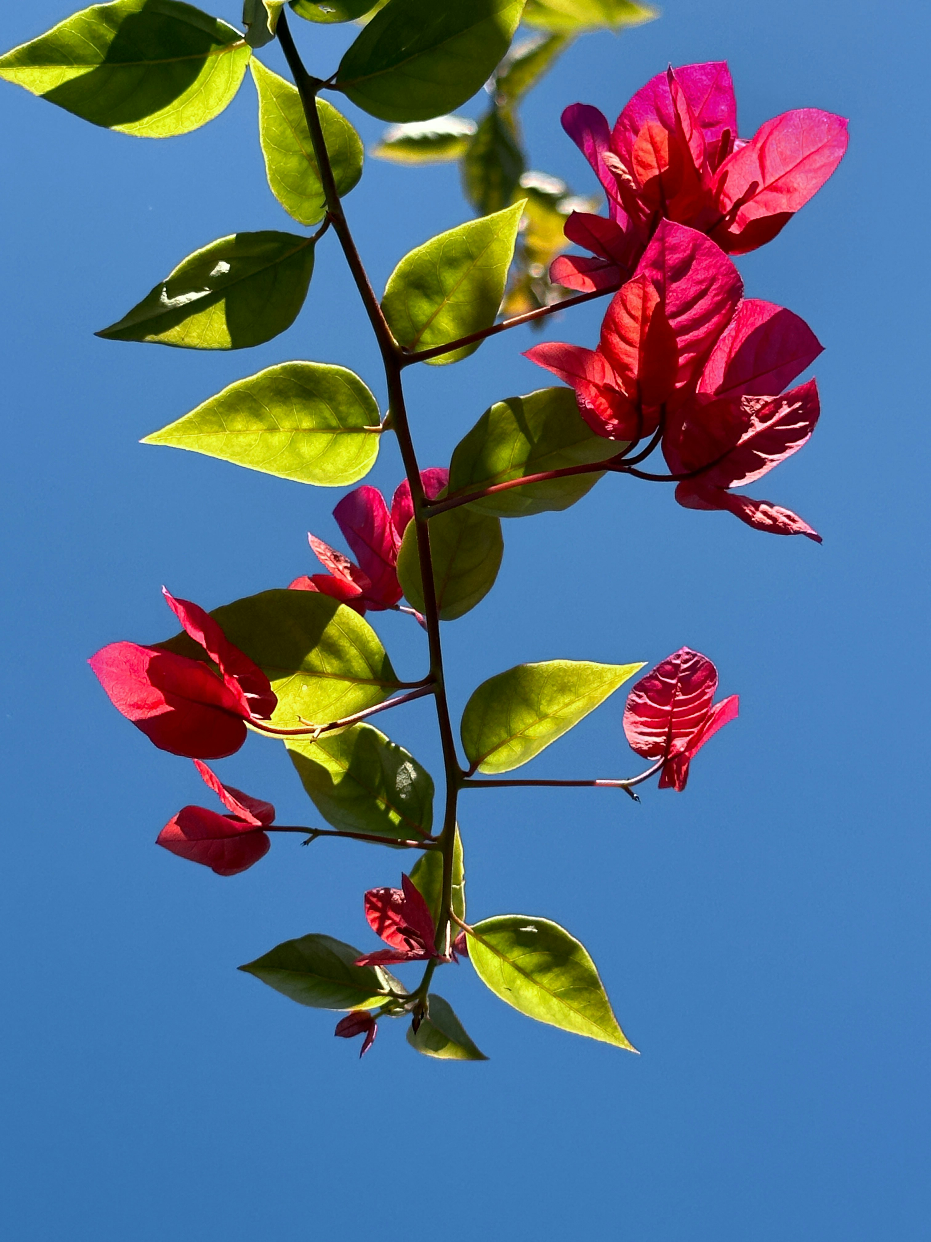 Crimson Bougainvillea Reaches into a Cobalt Sky
