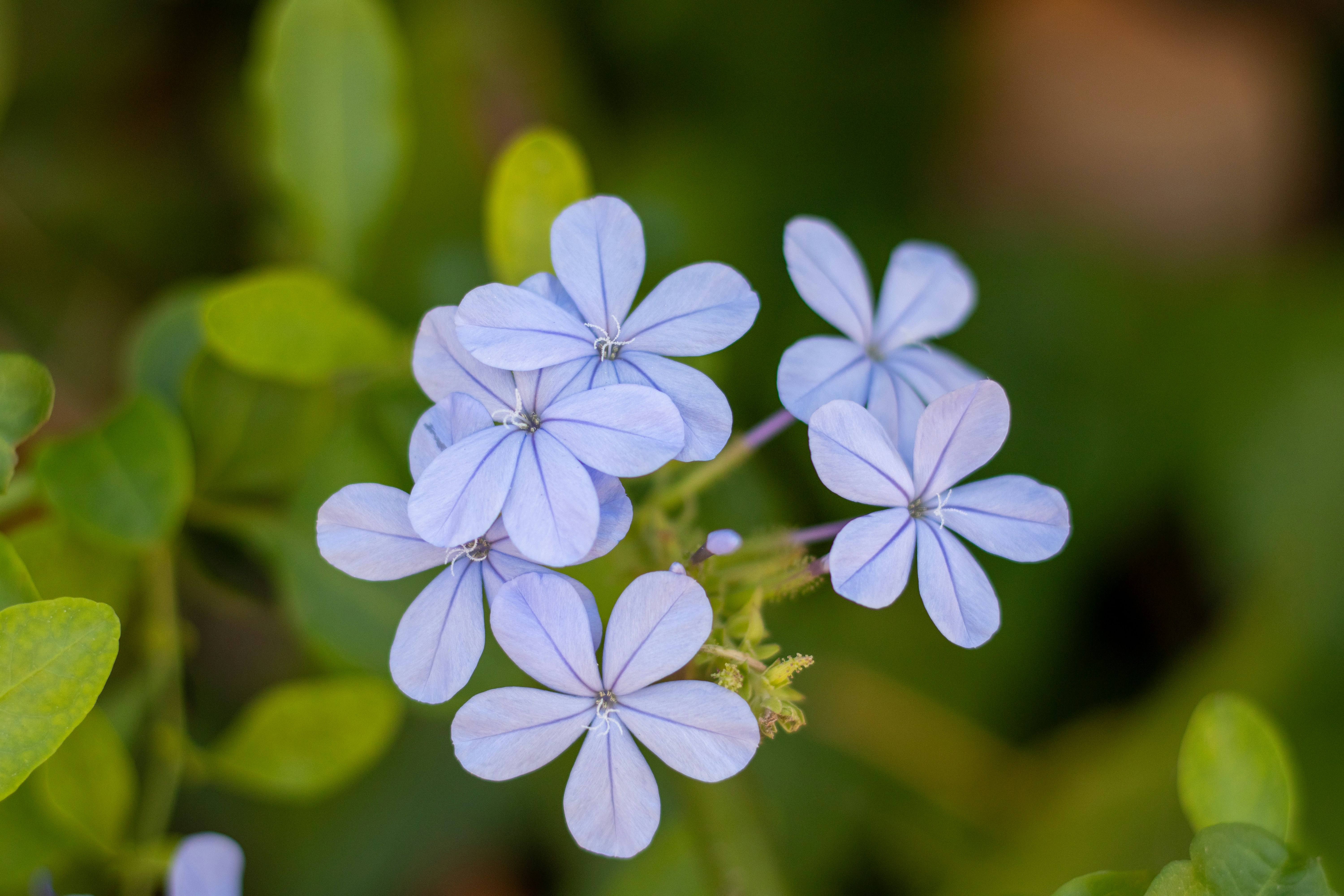 A close up of a blossom flower.