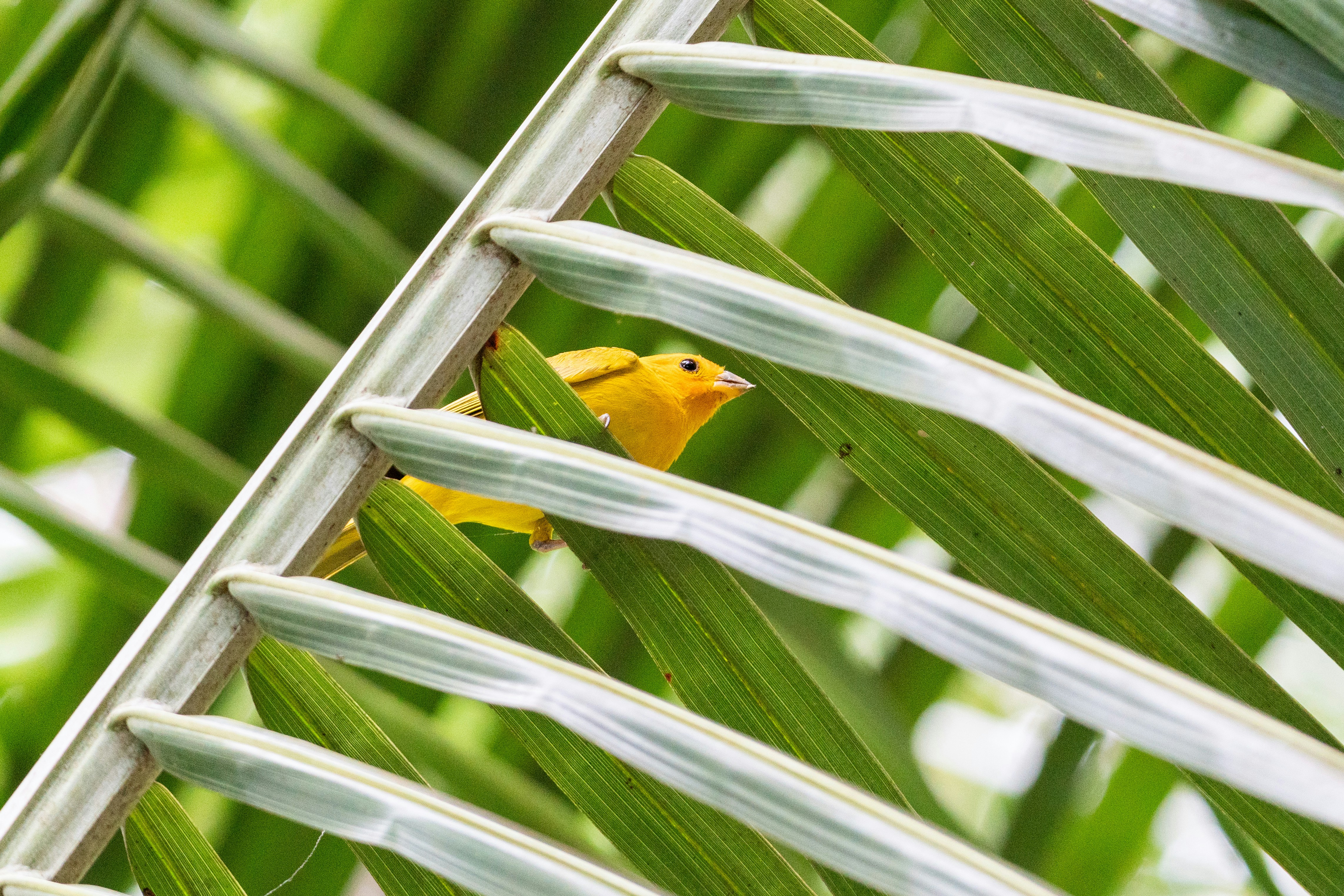 Golden Warbler in a Palm Frond Lattice
