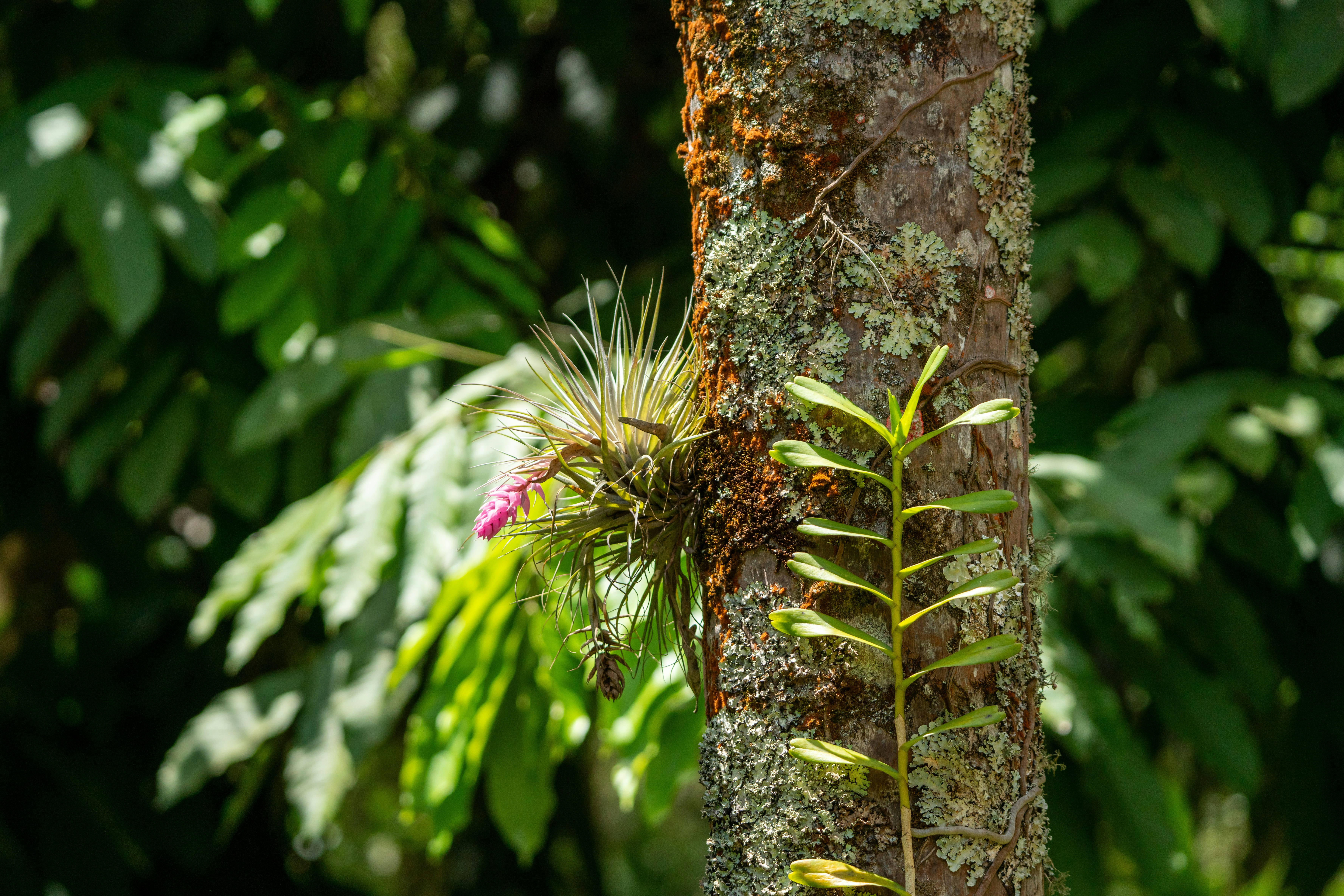 Lichen-Covered Trunk with Emerging Ferns and Epiphytes