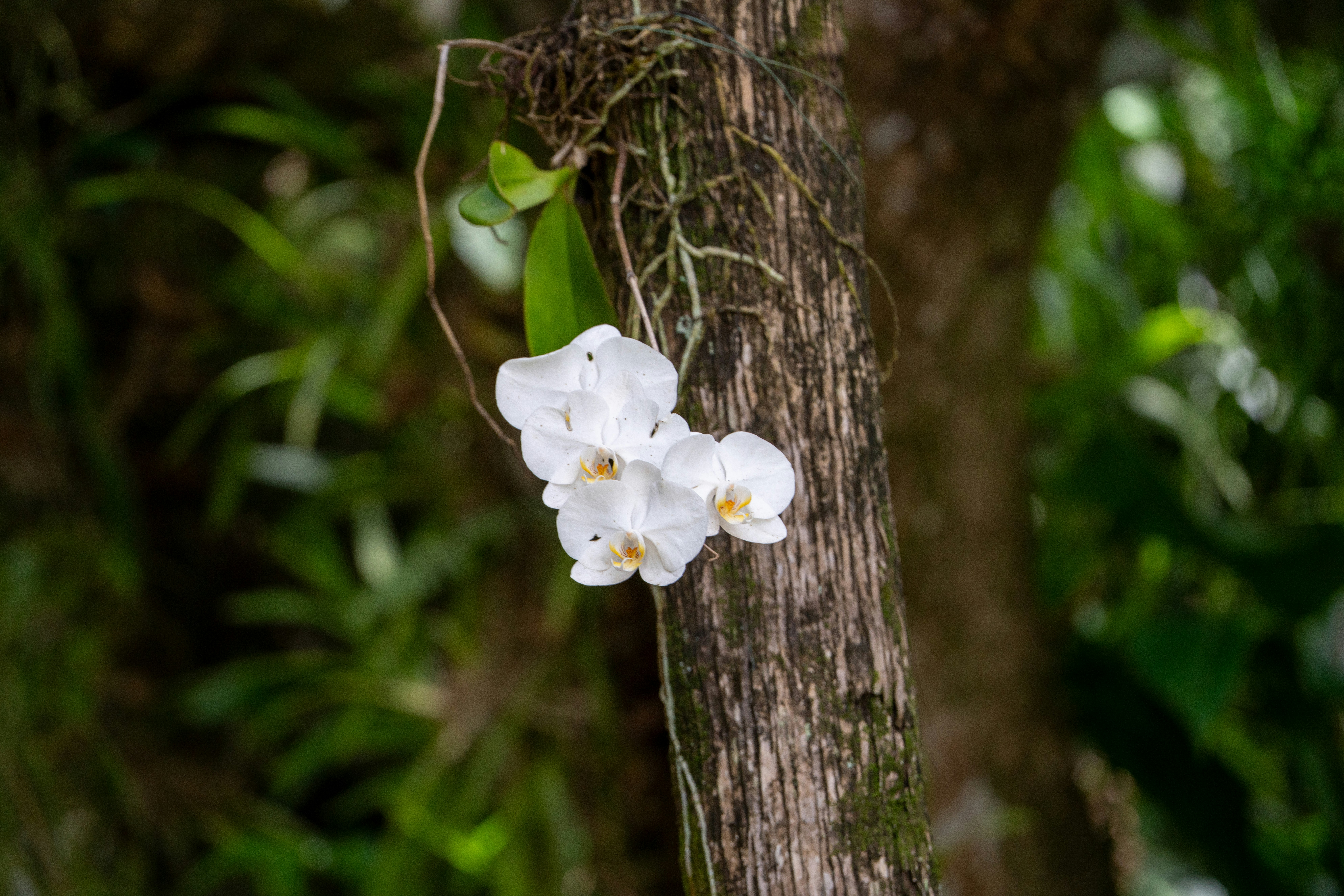 White Orchid Cling to Weathered Bark in Quiet Glade