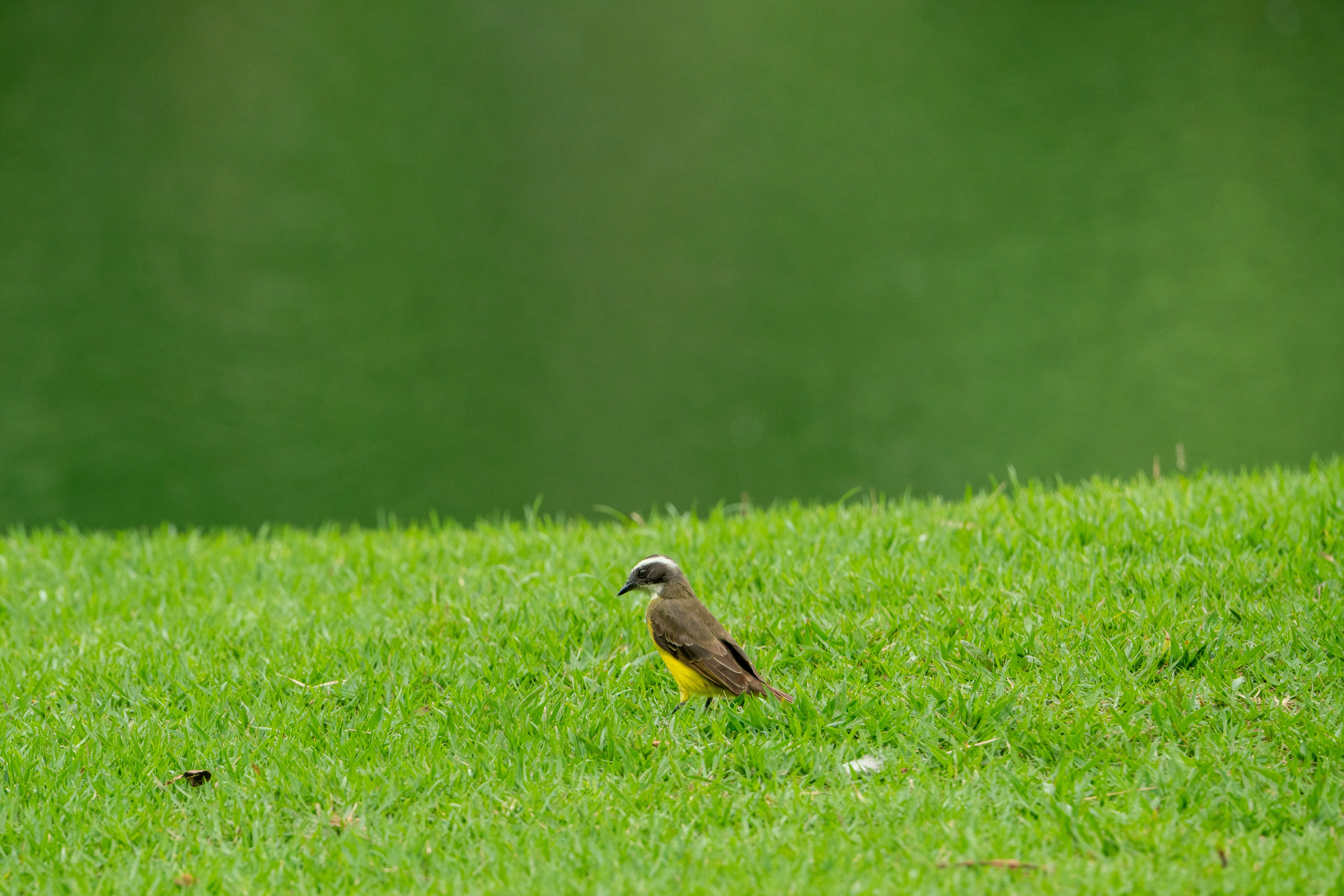Yellow-bellied Wanderer on a Lush Green Verge by a Quiet Pond