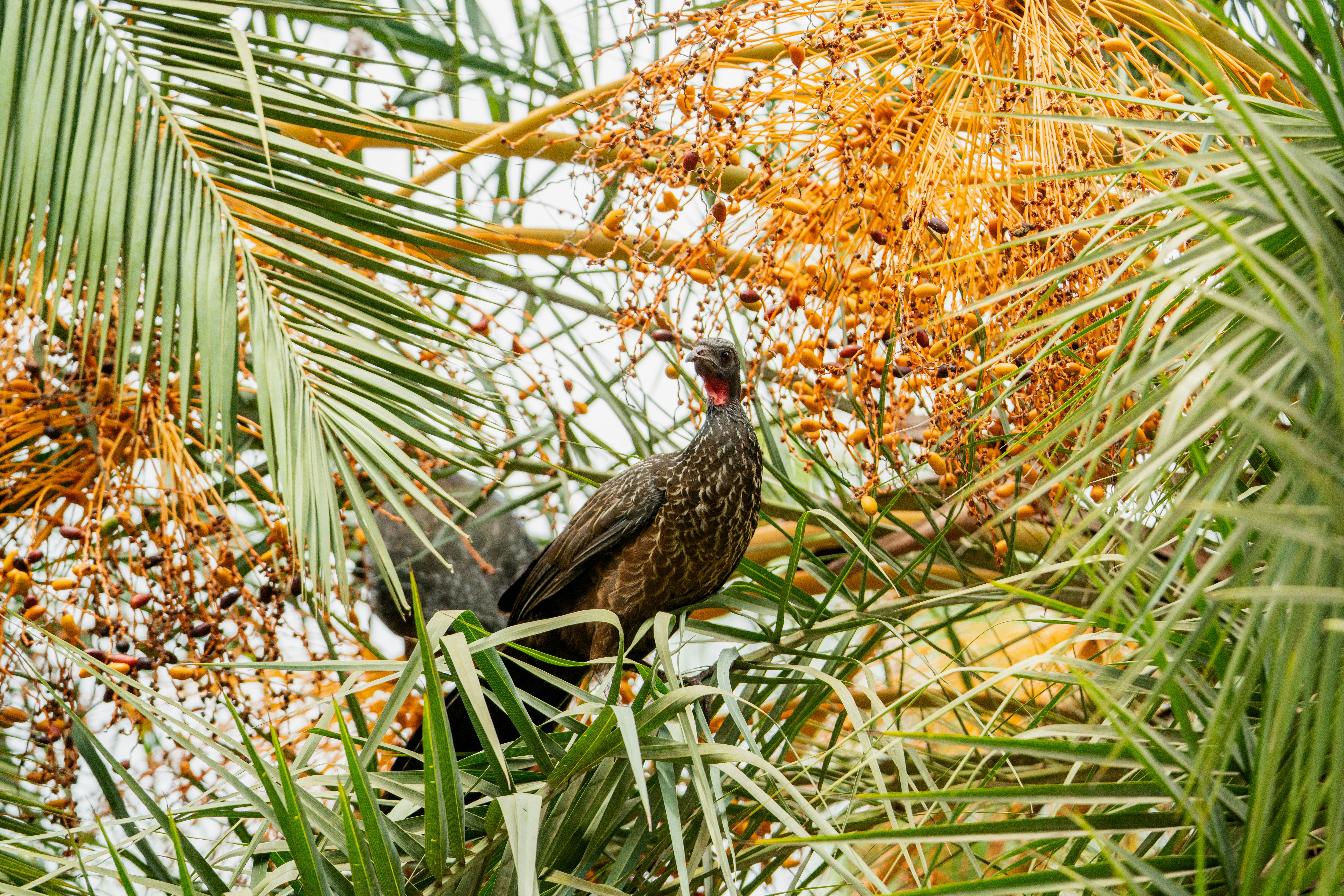 Perched in a Palm Frond Mosaic: A Dark-Feathered Bird Amid Orange Berries