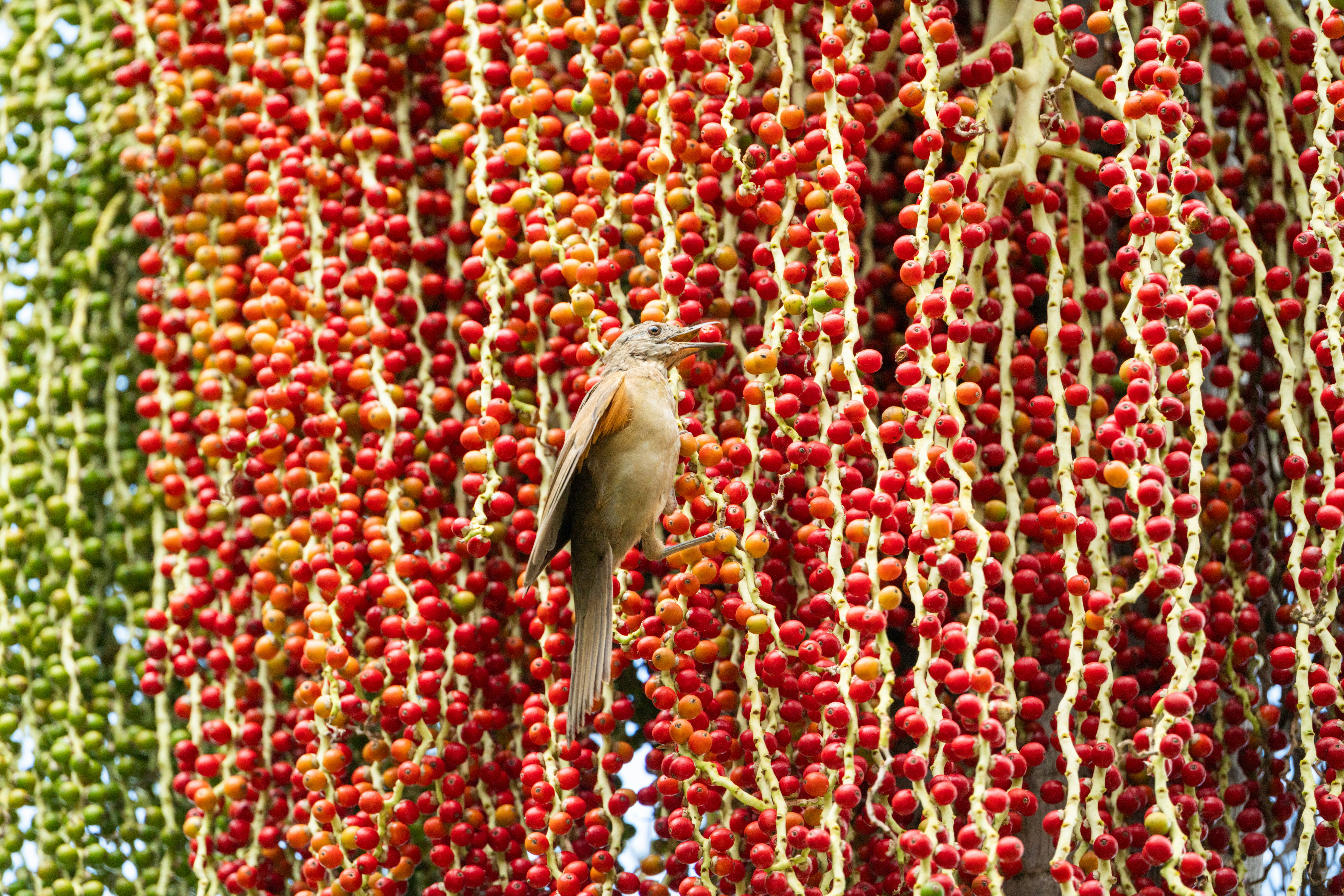 Perched in a Vermilion Bead Curtain: A Sunbird Amid Crimson Threads