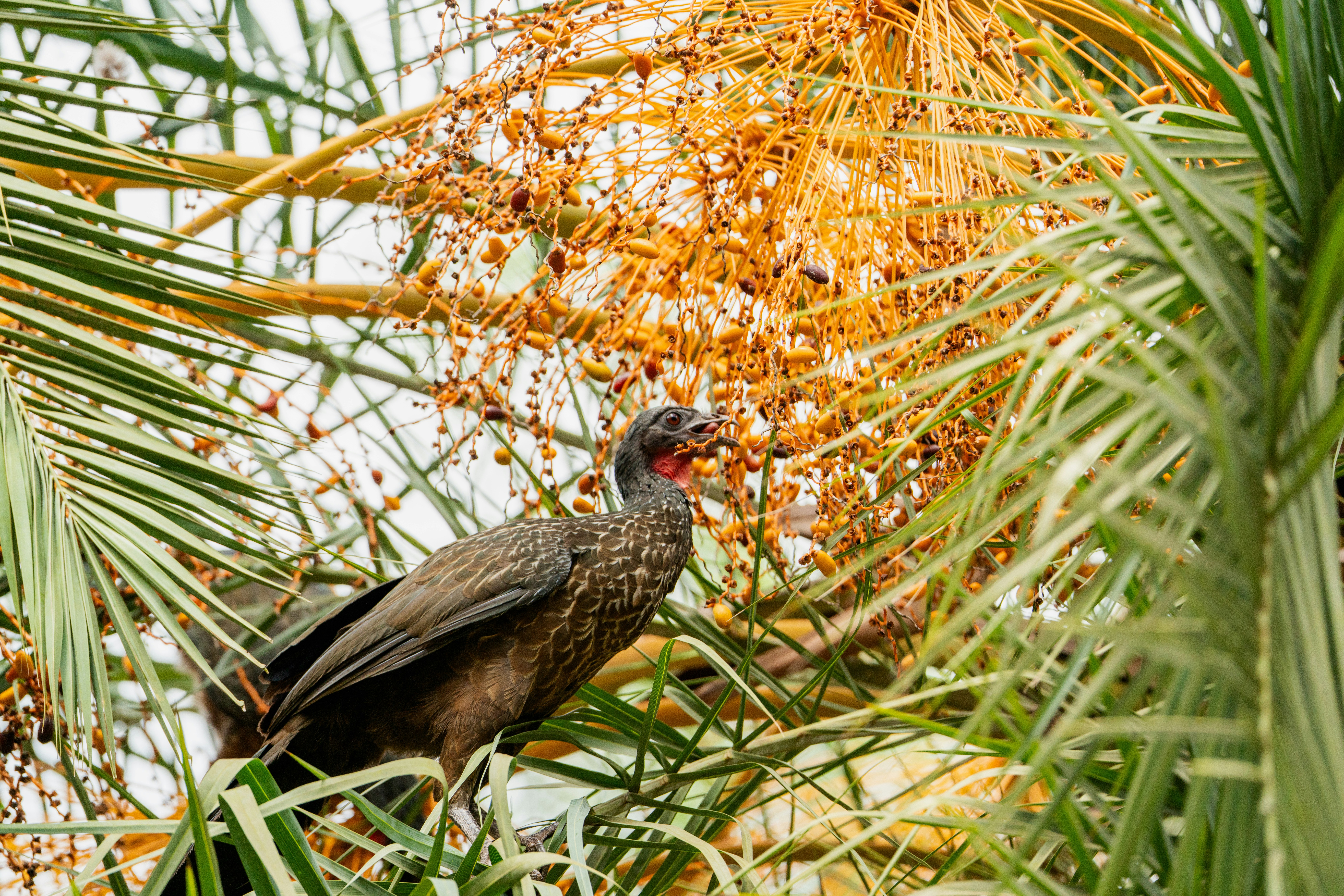 a bird is perched on a palm tree