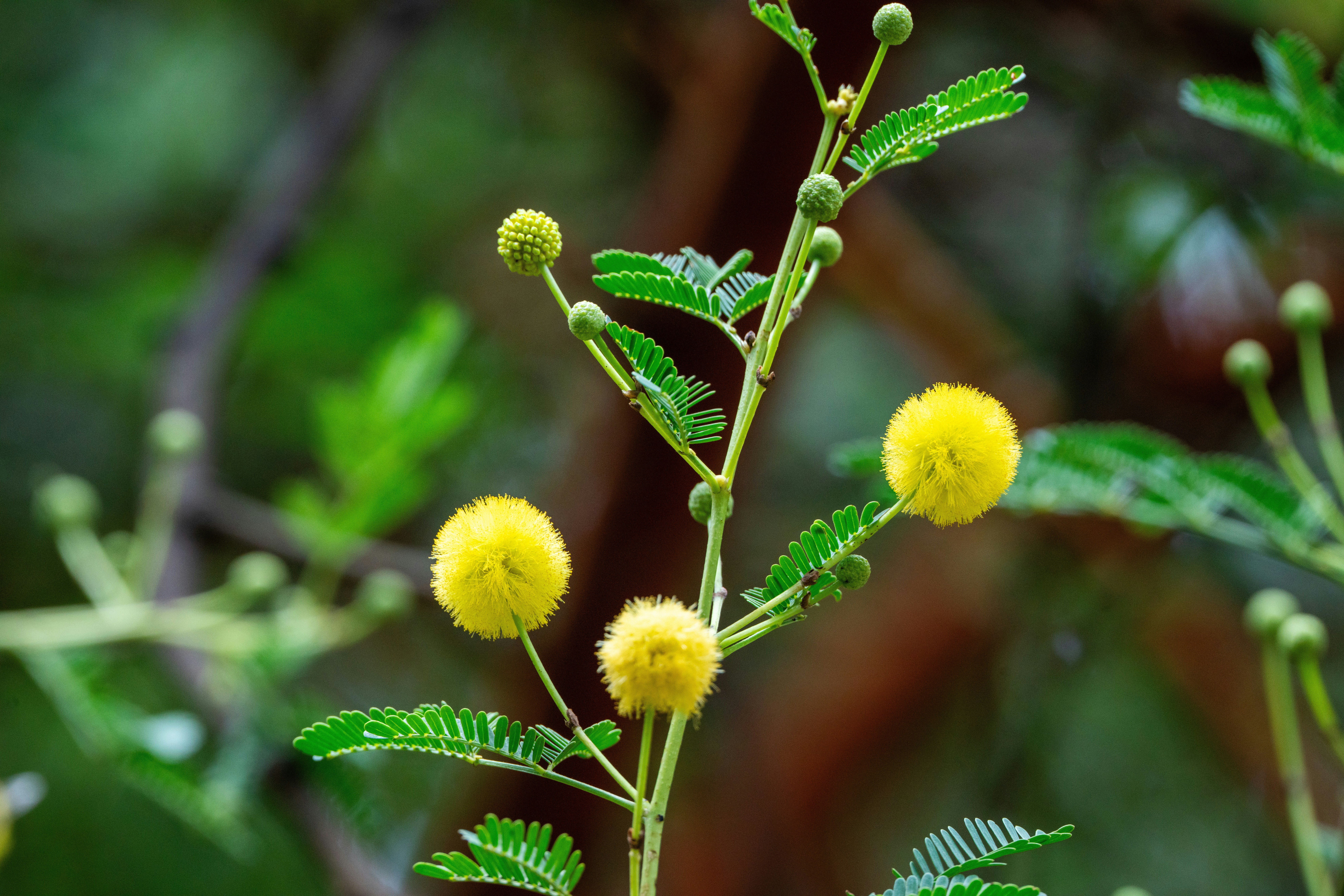 Gold Pom-Poms on a Fern-Like Stem: Close-Up of Delicate Yellow Blooms