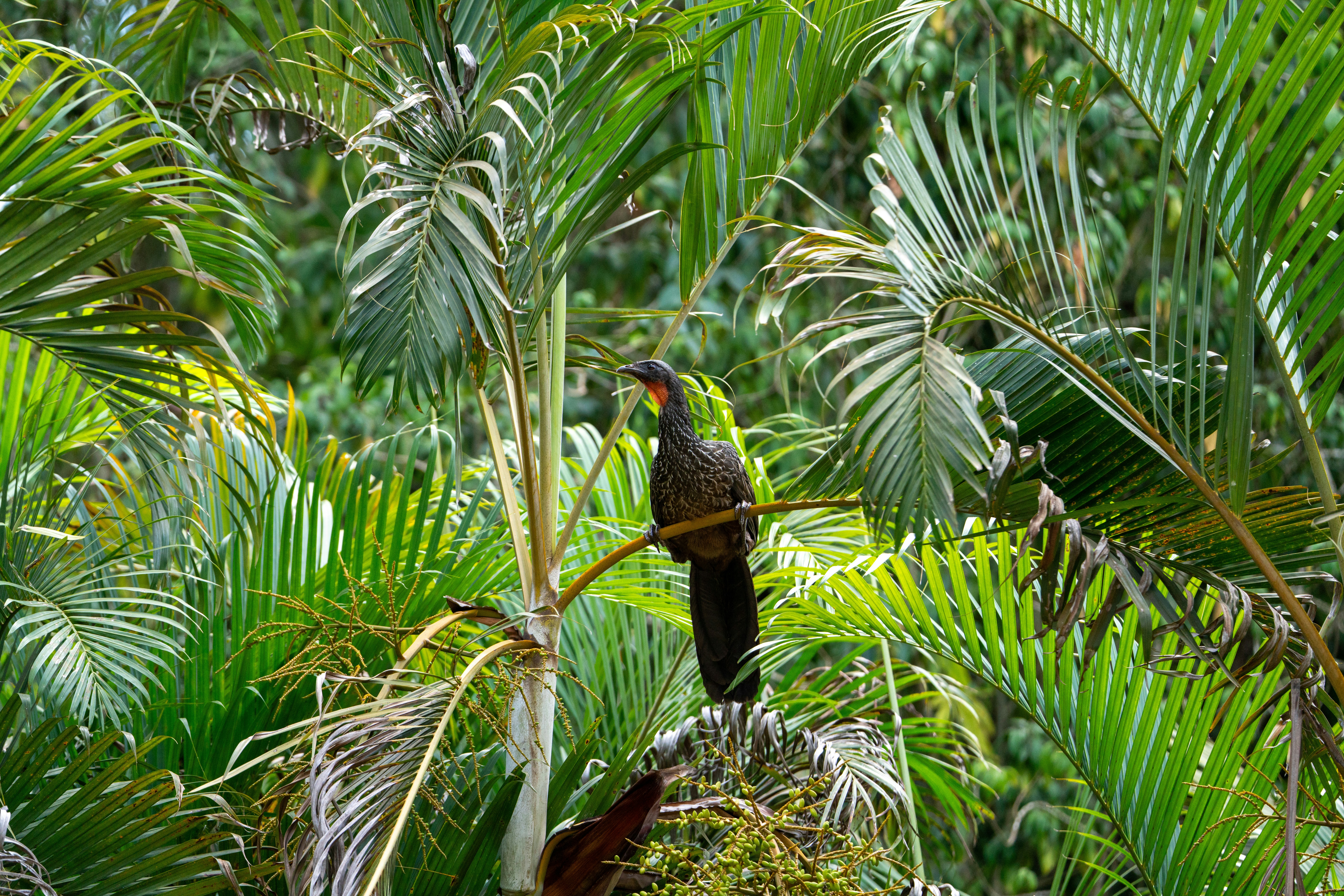 Emerald Sunbird perches amid a cathedral of tropical palms