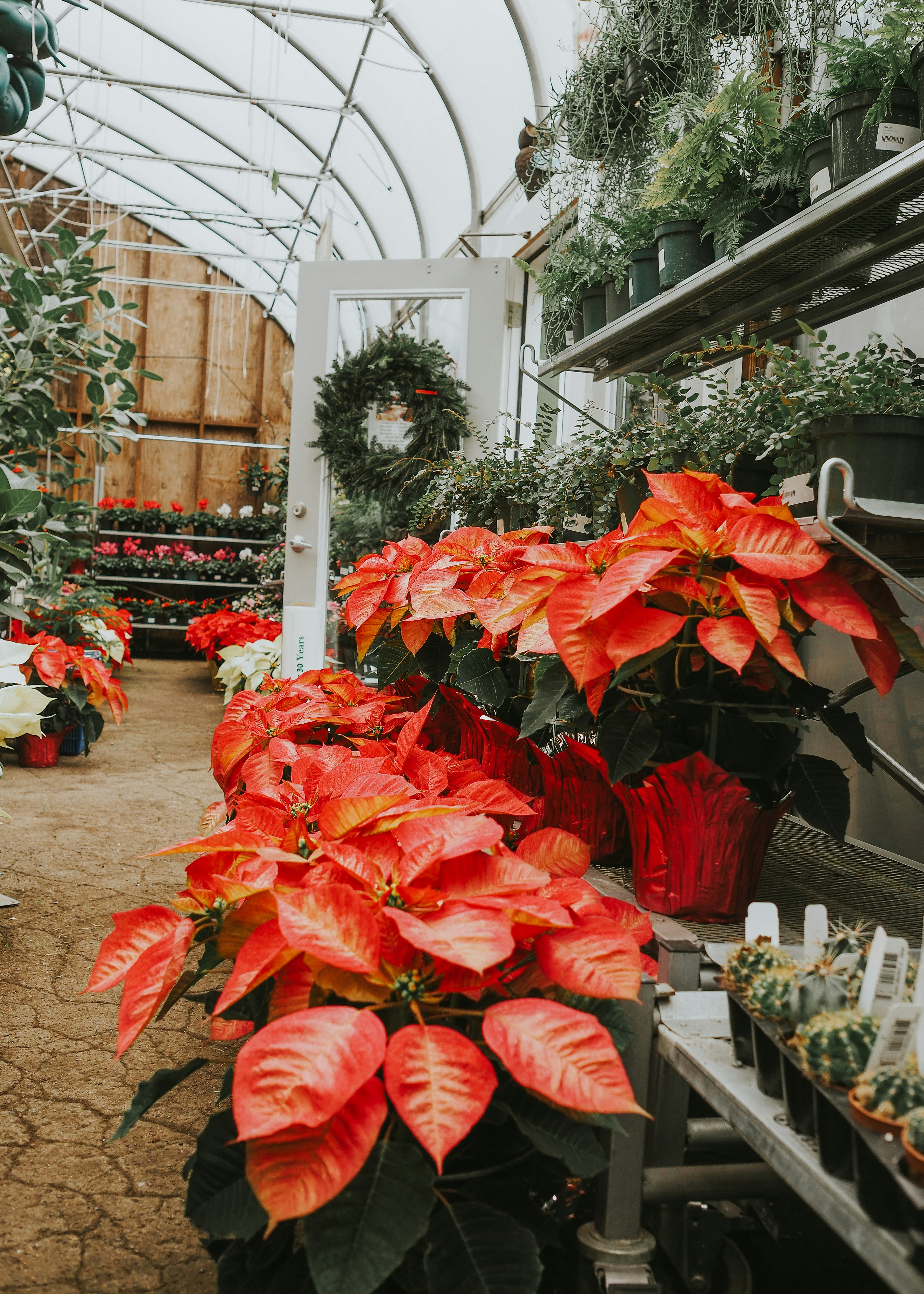 Red Velvet in a Glasshouse: Poinsettias Framing a Garden Door