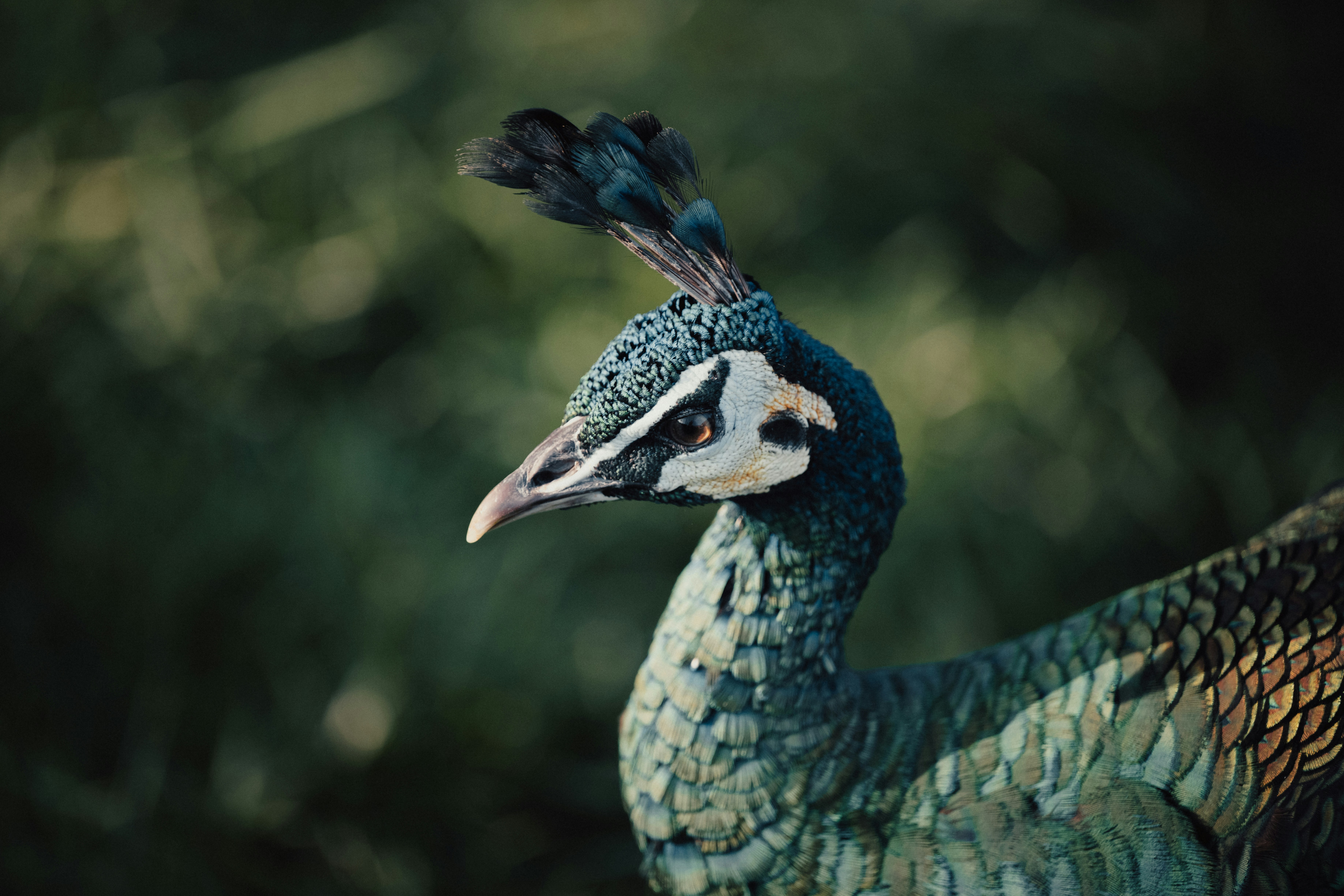 Photo by Tolga Ahmetler with Nikon Z7 II