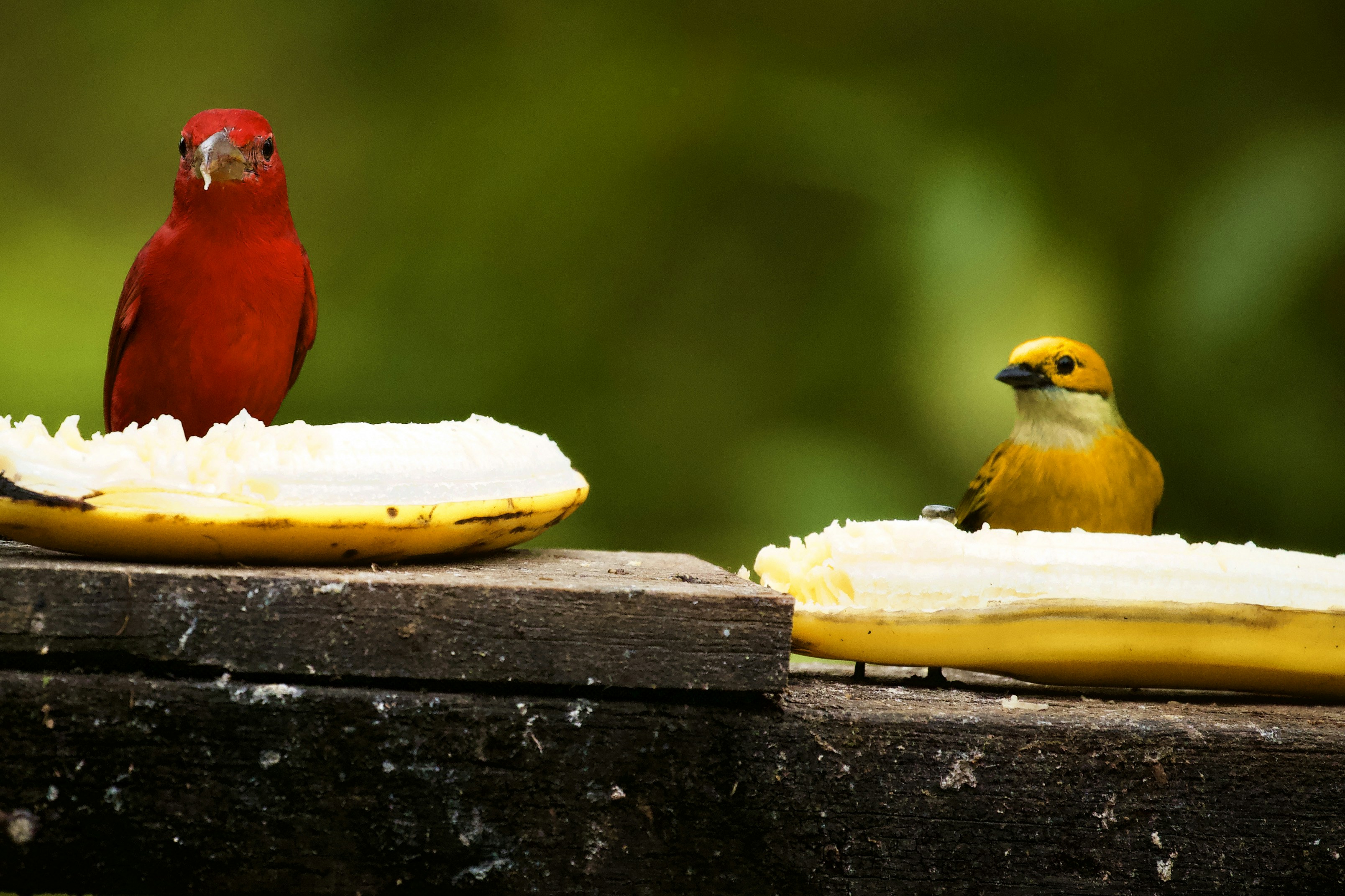 Crimson Cardinal and Golden Guest: A Quiet Snack Break on Weathered Wood