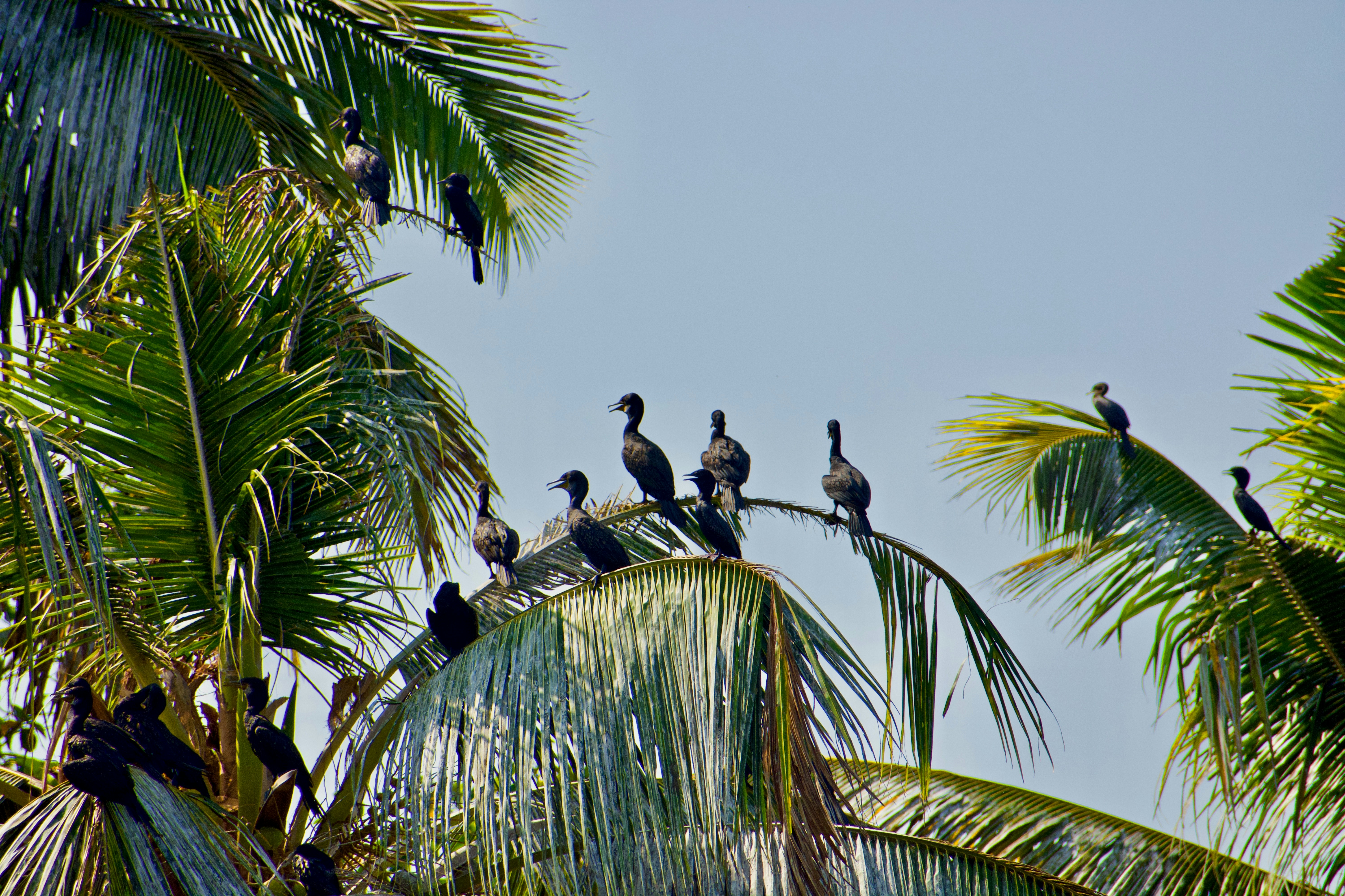 Palm-Top Assembly: A Row of Black Birds on Sunlit Fronds
